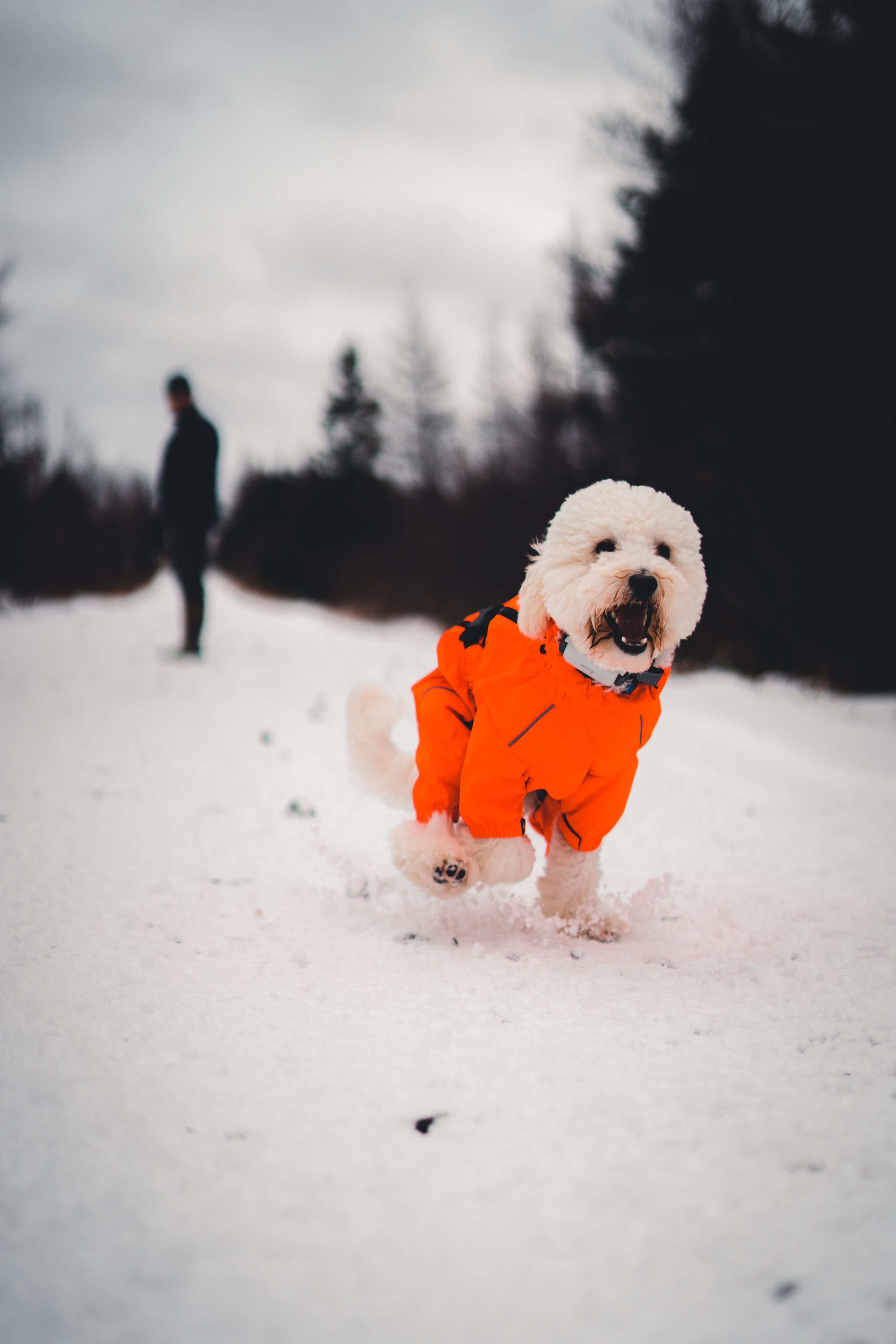 Poodle Barking in Winter Scenery · Free Stock Photo