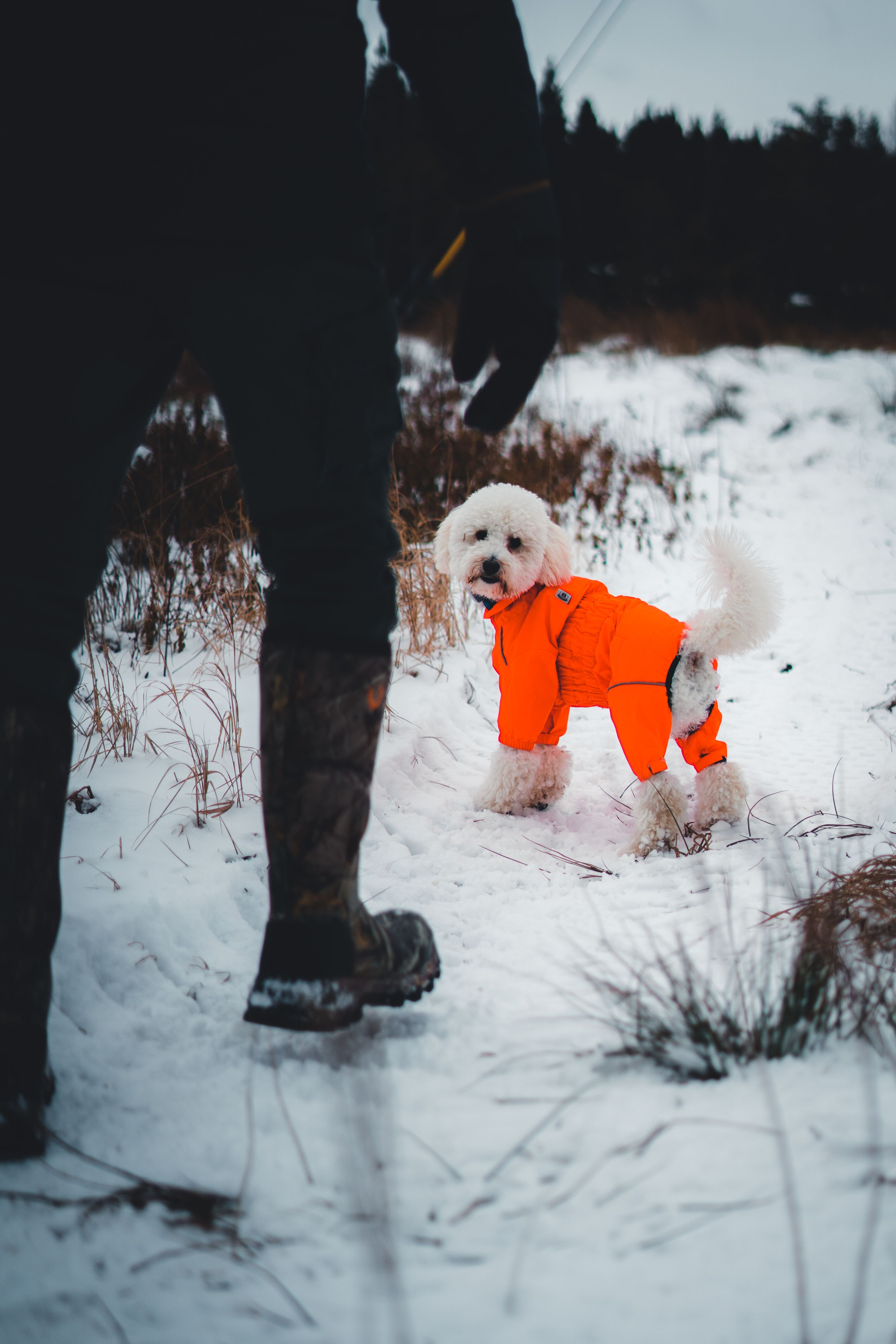 Poodle in Winter · Free Stock Photo