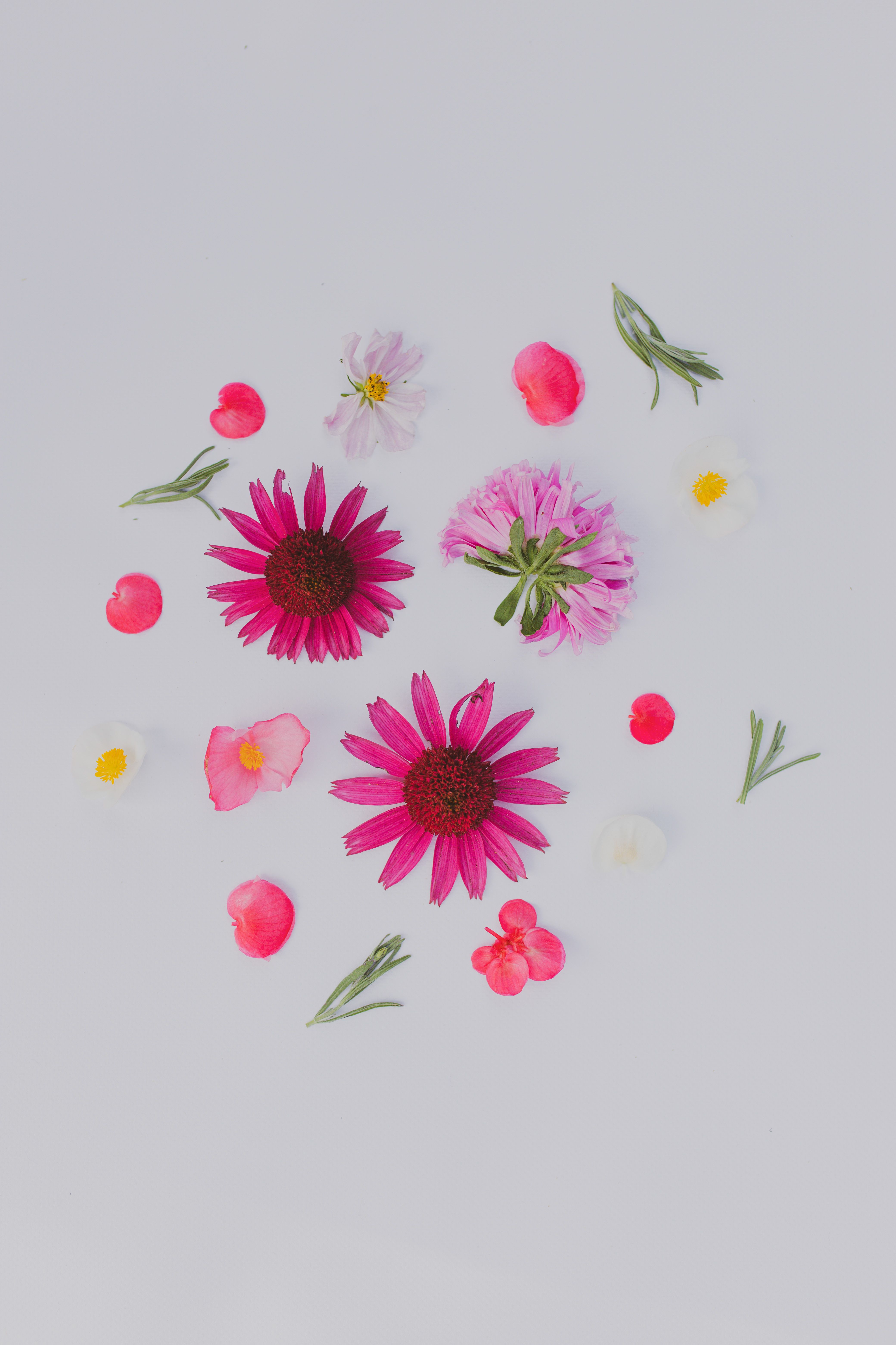 Free Flower Images White Background | Best Flower Site