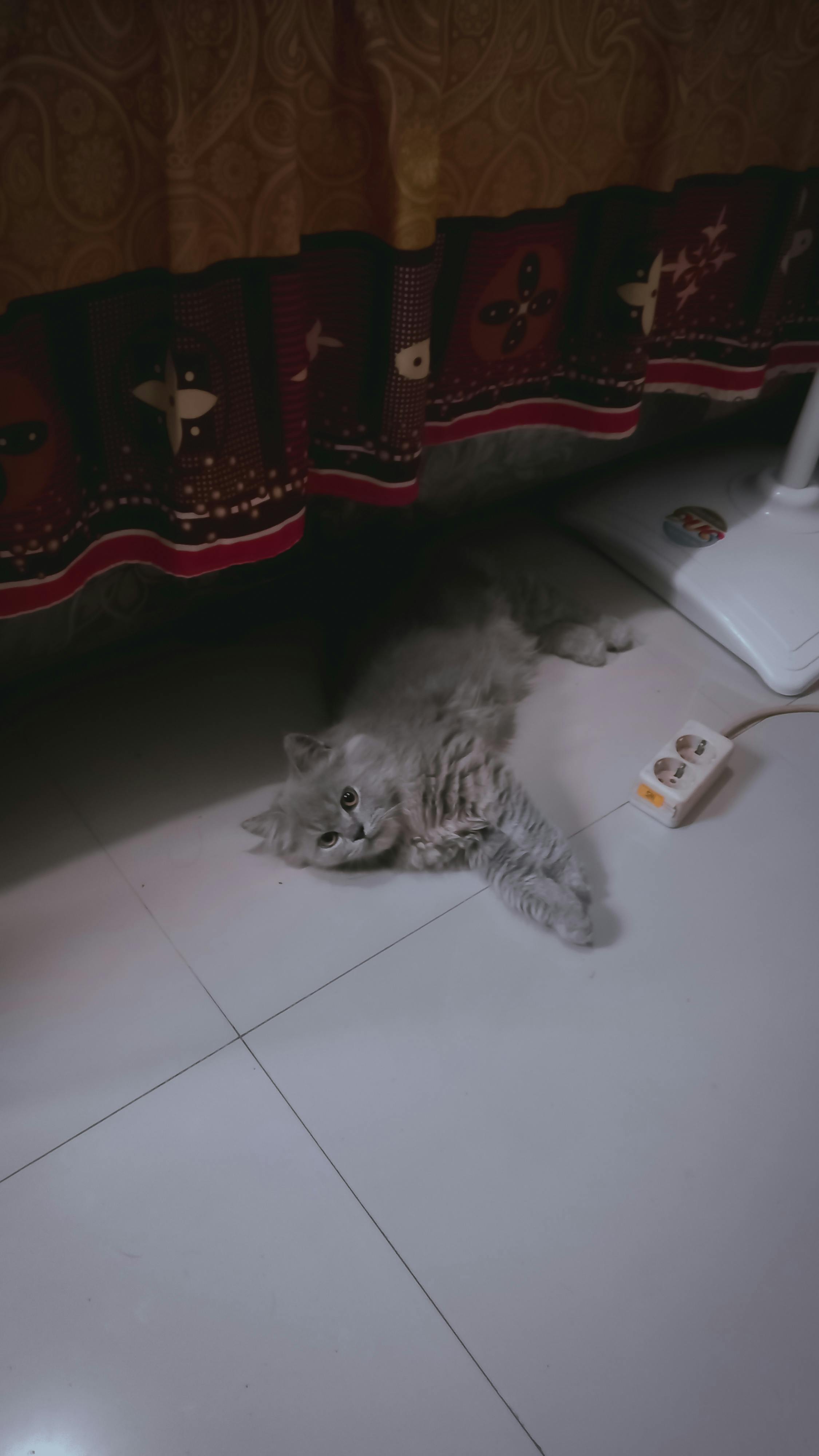 Cat 50 Photos & Videos Collected by Adam Fairus