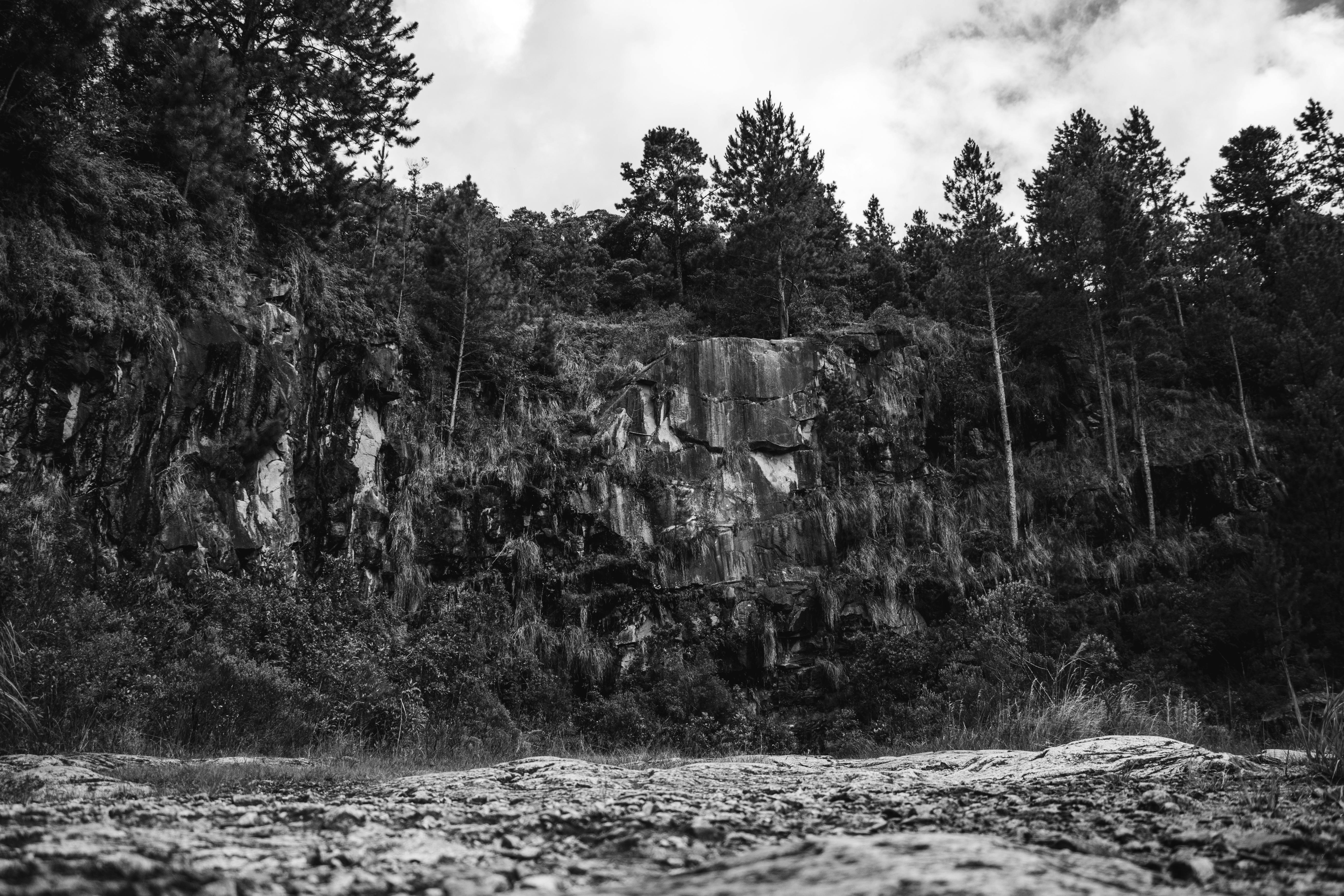 Grayscale Photo of Trees in the Forest · Free Stock Photo
