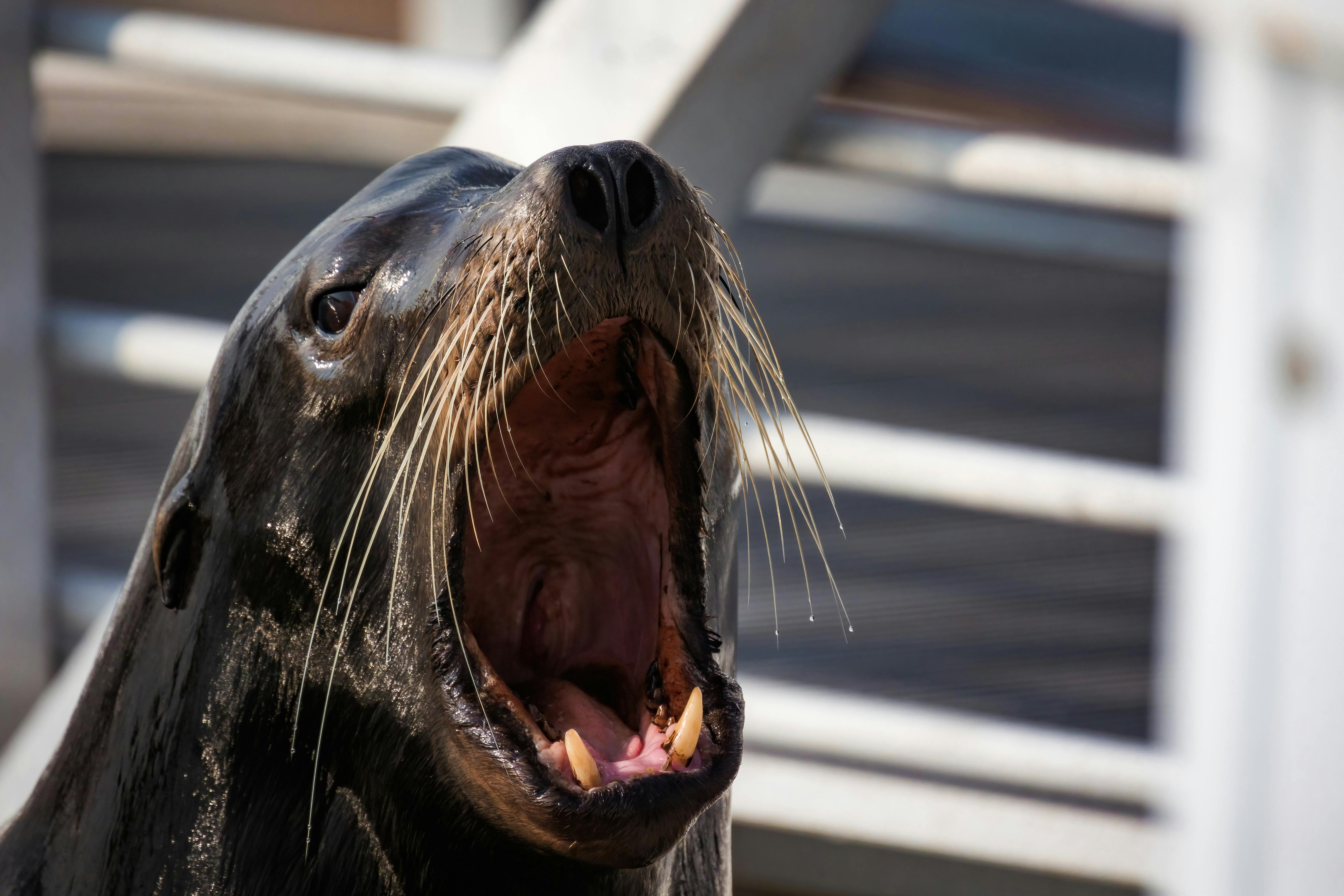Brown Sea Lion on on the Shore · Free Stock Photo