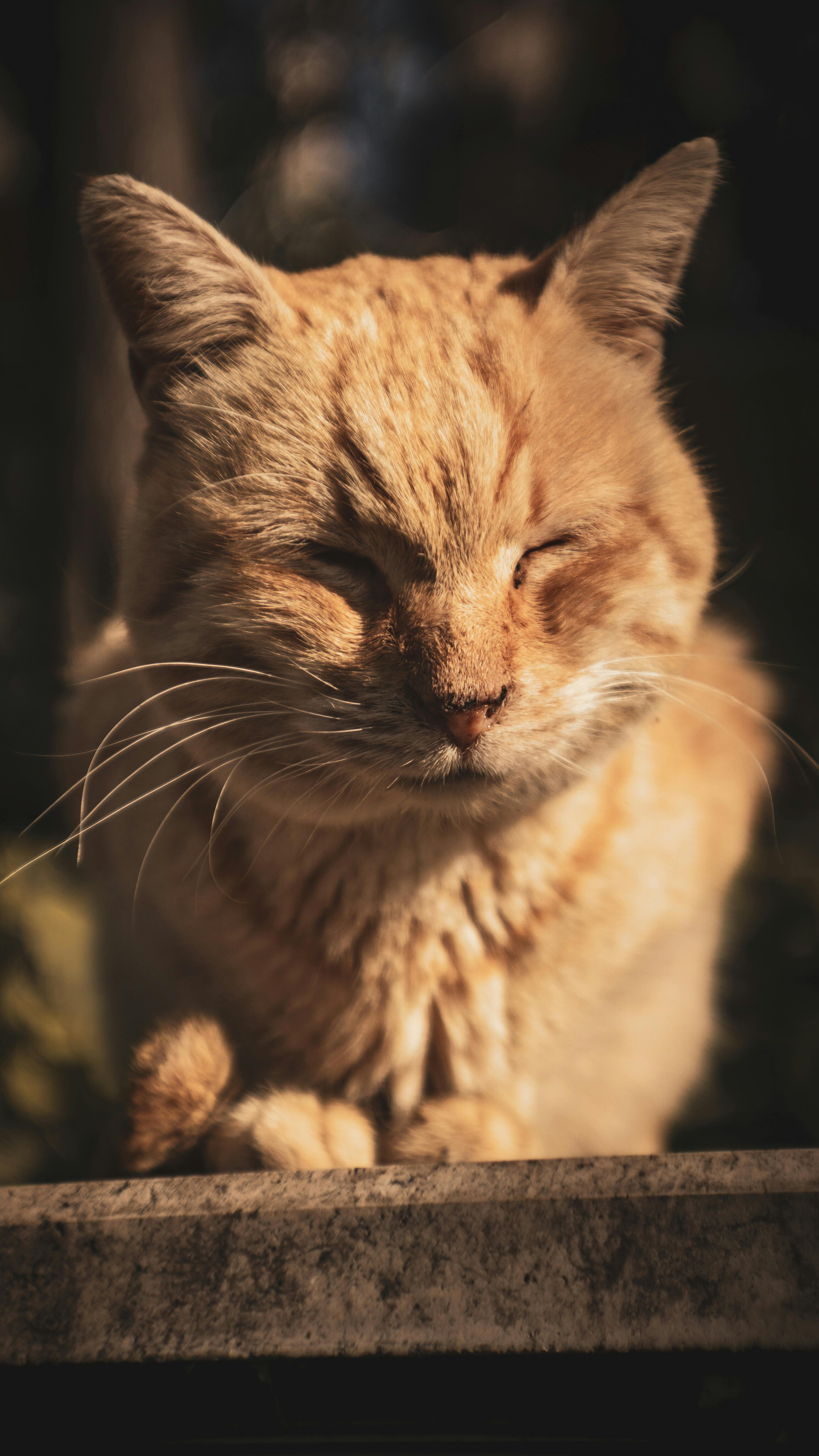 Photo of a Cat while Eyes Closed · Free Stock Photo