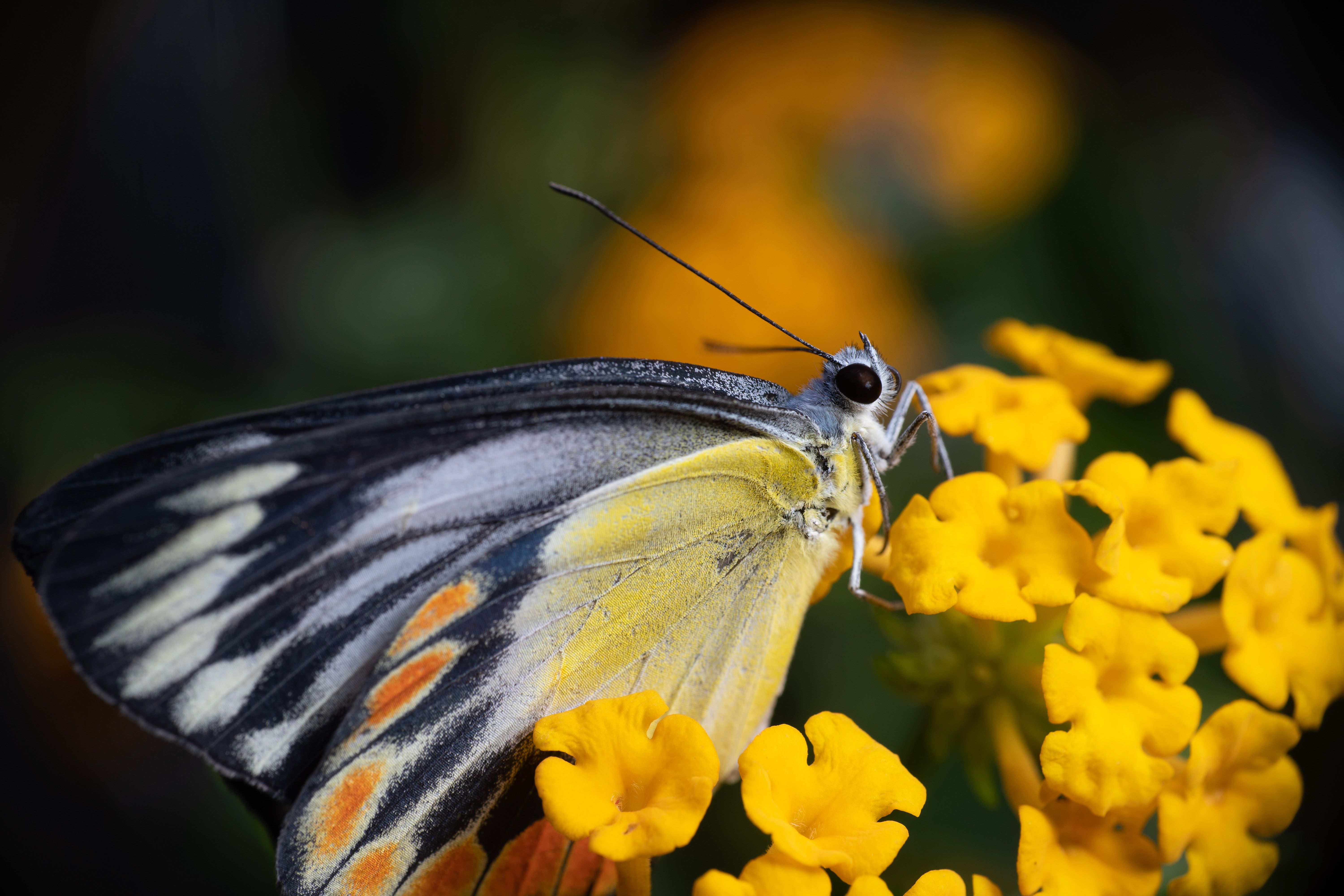 Butterfly on Yellow Flowers · Free Stock Photo