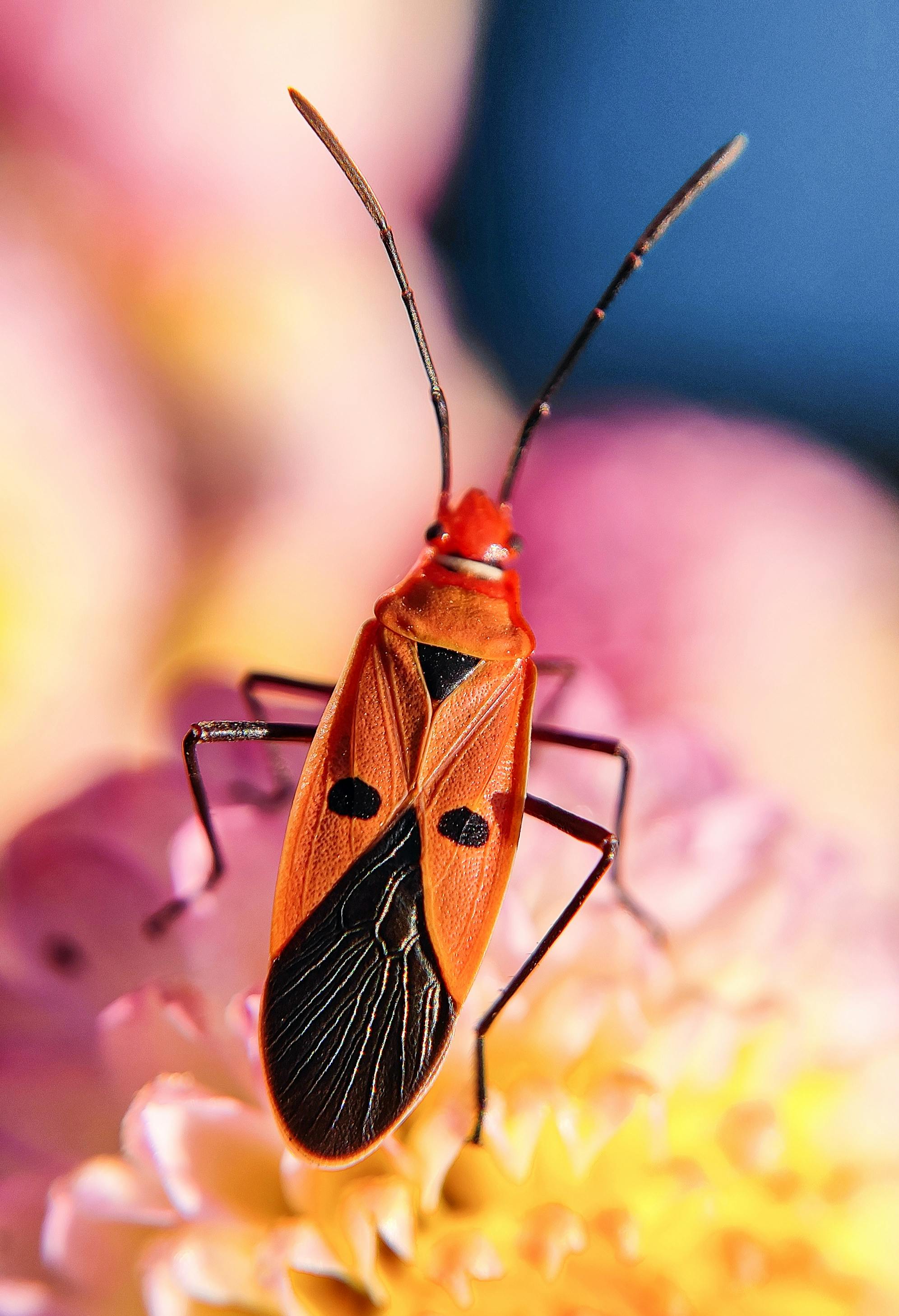 Close-up of the Red Cotton Stainer · Free Stock Photo