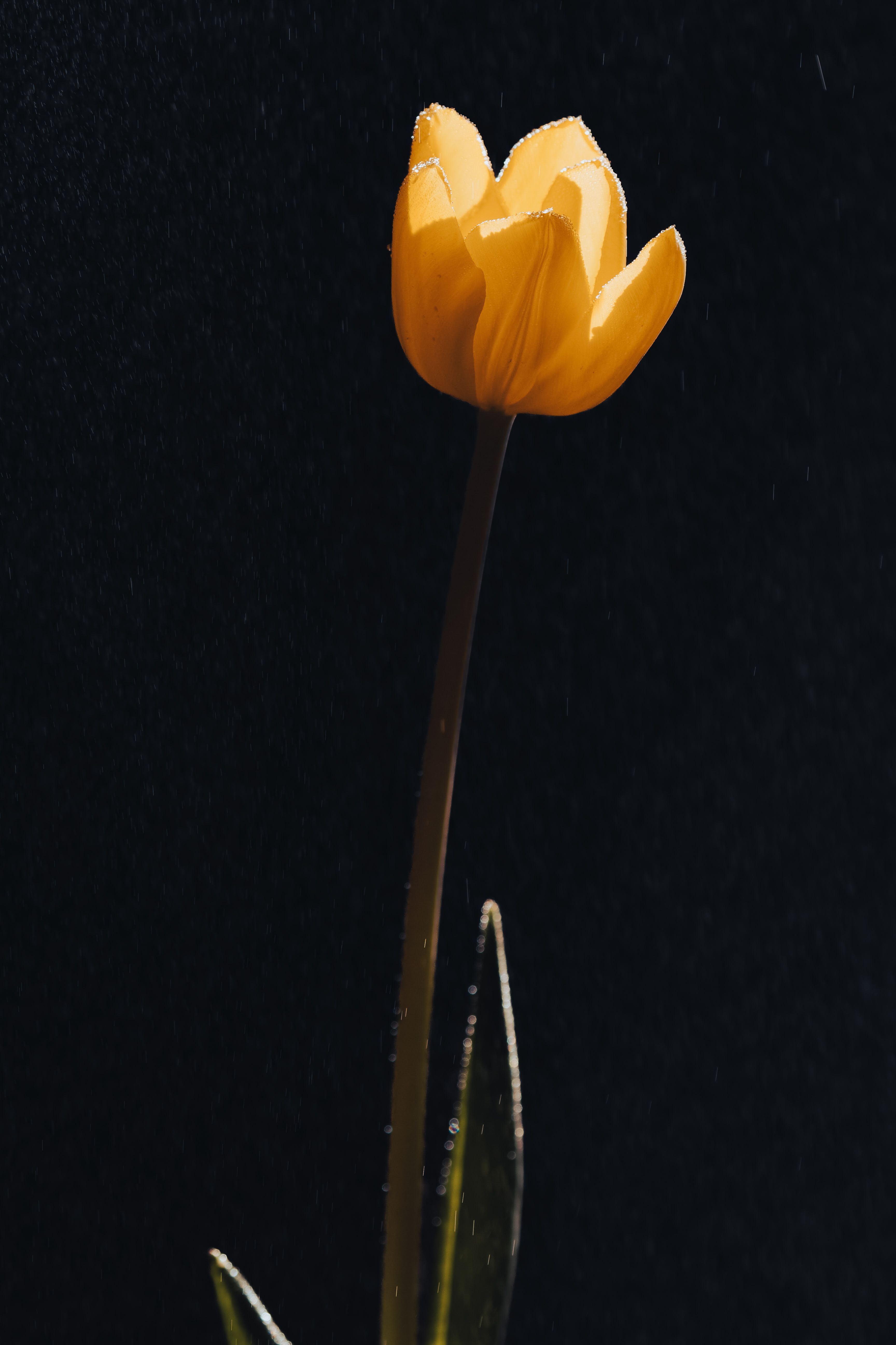 Yellow Tulips in Close Up Shot · Free Stock Photo