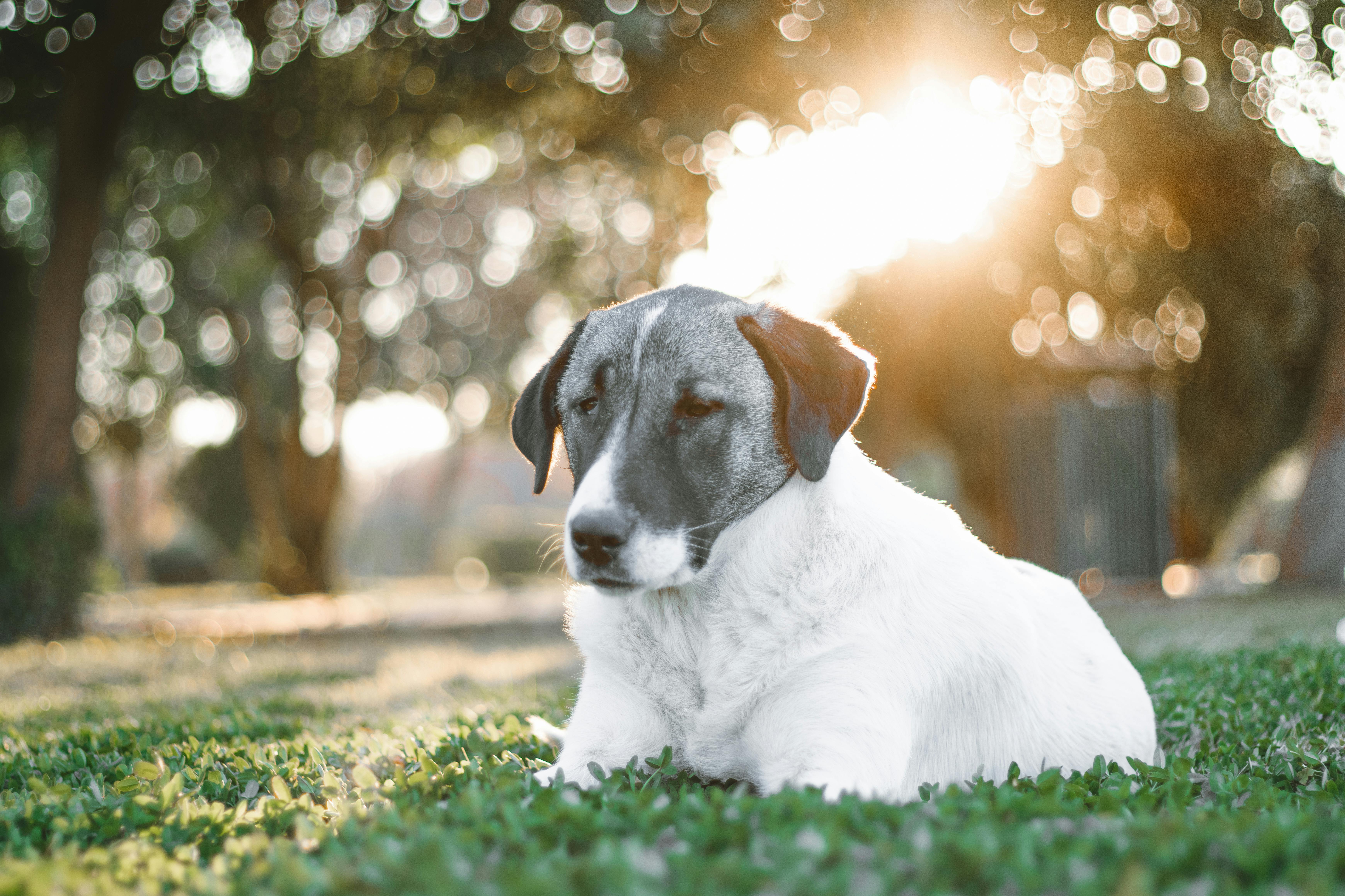Dog In Sun Photos, Download The BEST Free Dog In Sun Stock Photos & HD ...