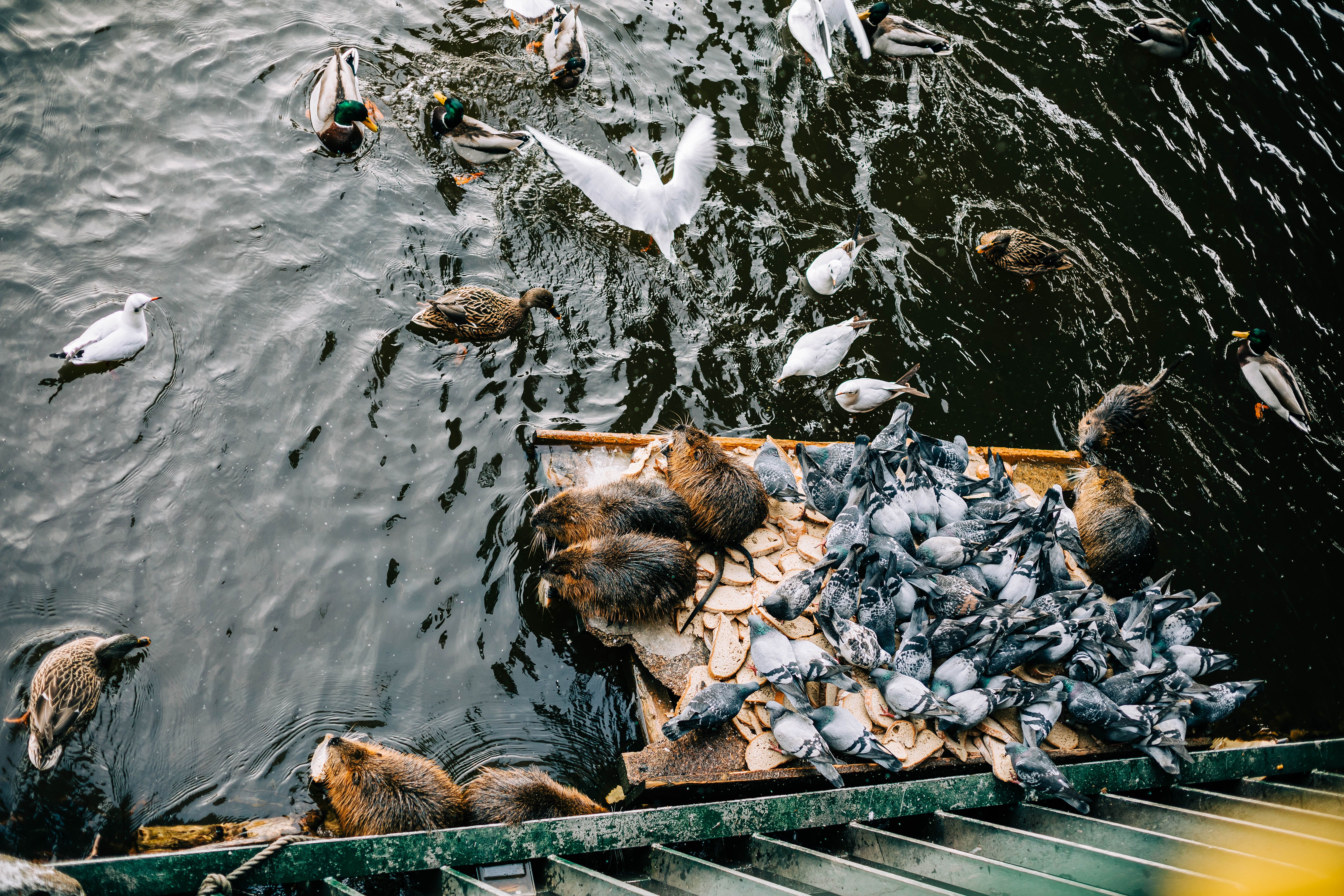 Pigeons and Rodents Eating Bread Together · Free Stock Photo