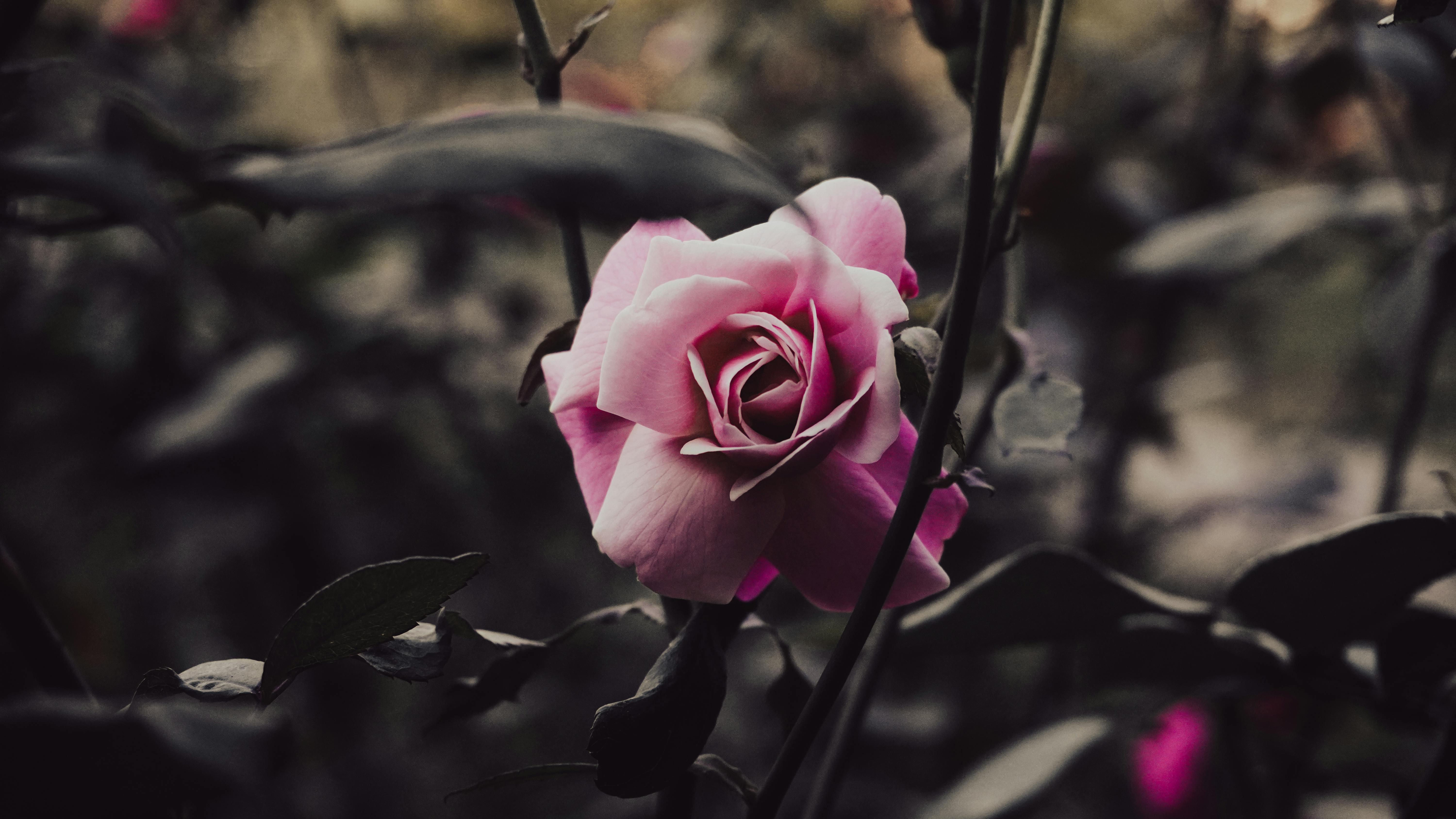 White and Pink Roses in a Translucent Background · Free Stock Photo