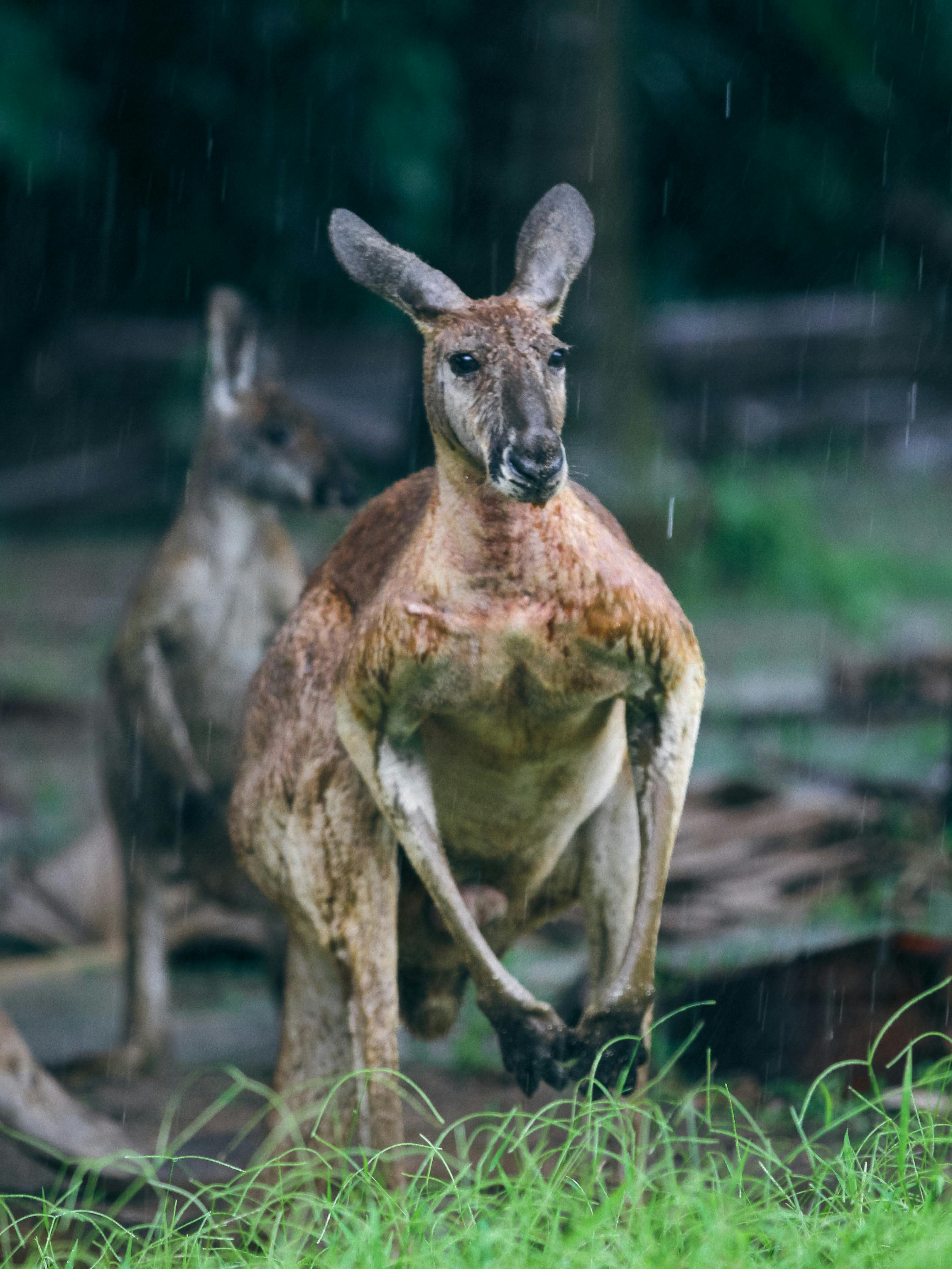 Close-Up Shot of a Kangaroo · Free Stock Photo