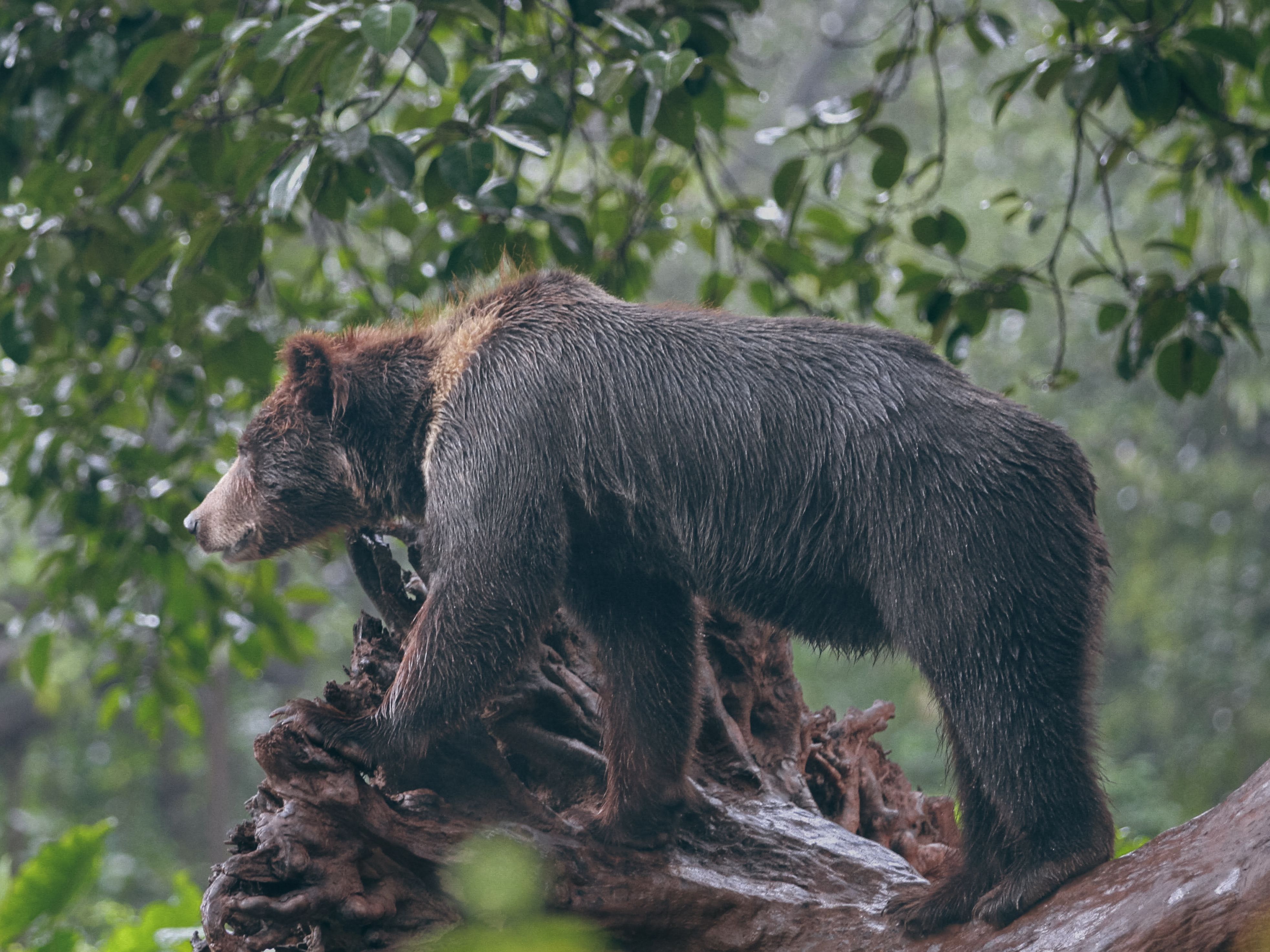 Bear Wallpaper Photos, Download The BEST Free Bear Wallpaper Stock ...
