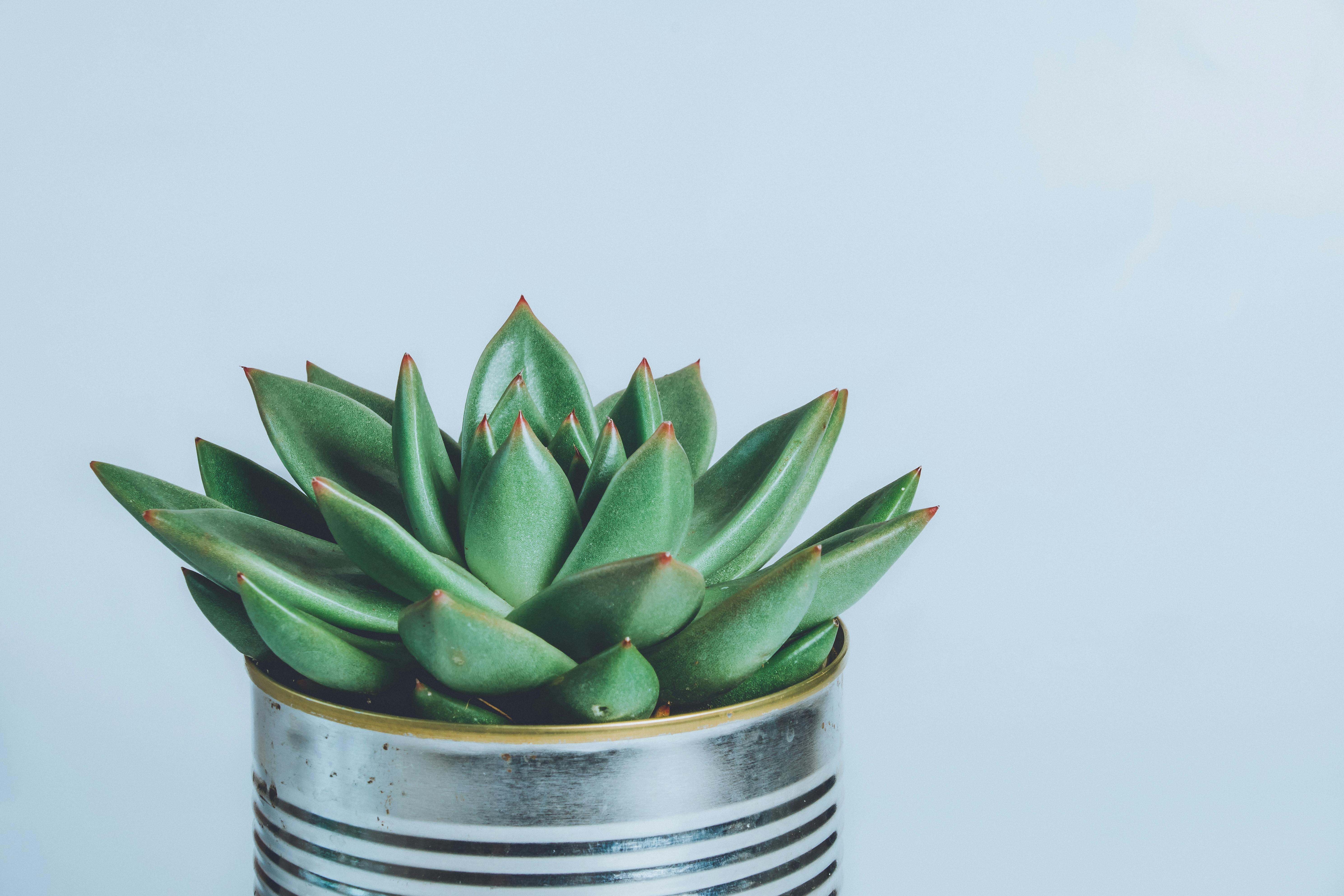 Green Succulent Plant · Free Stock Photo