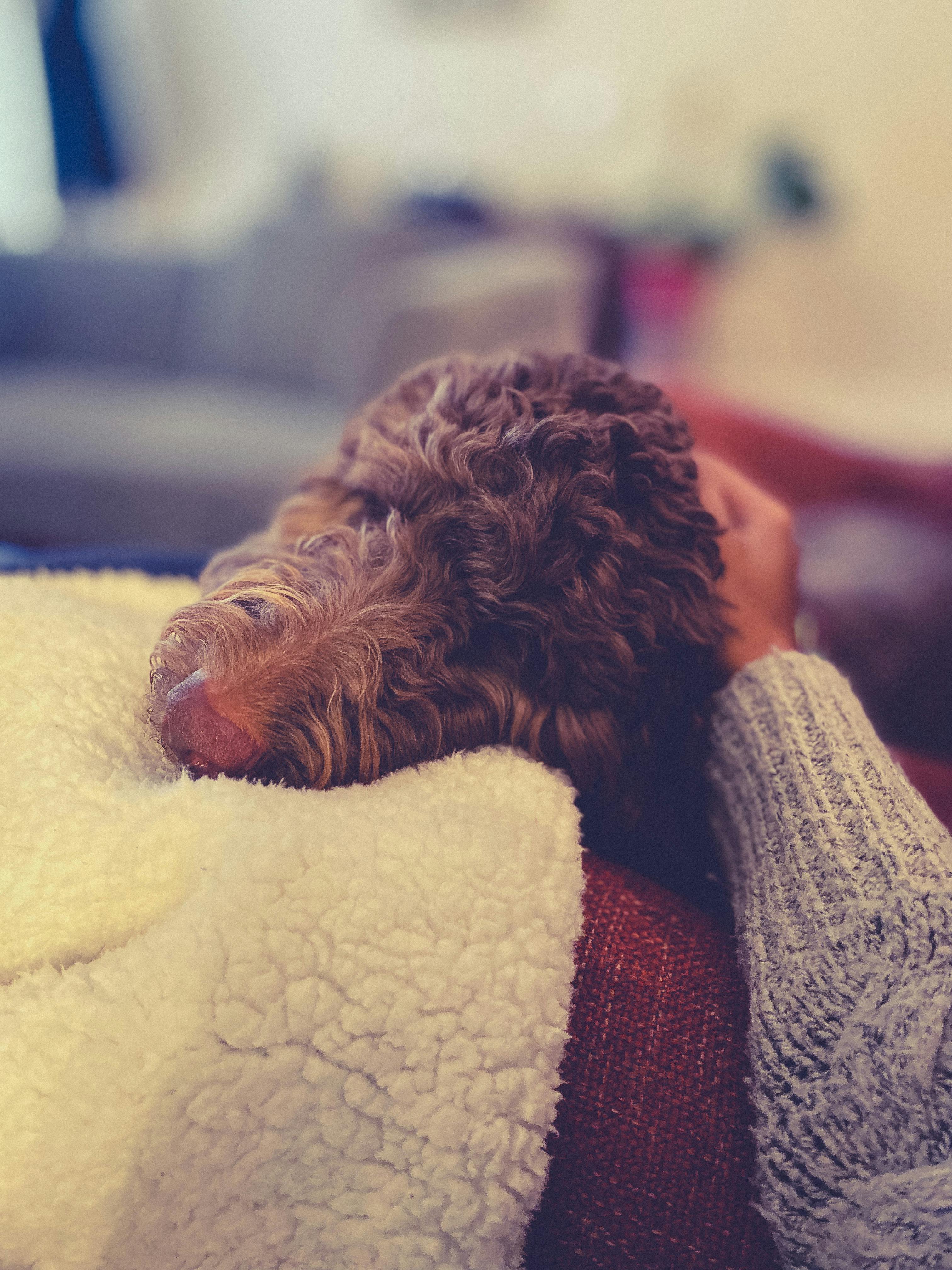 Dog Arm Photos, Download The BEST Free Dog Arm Stock Photos & HD Images