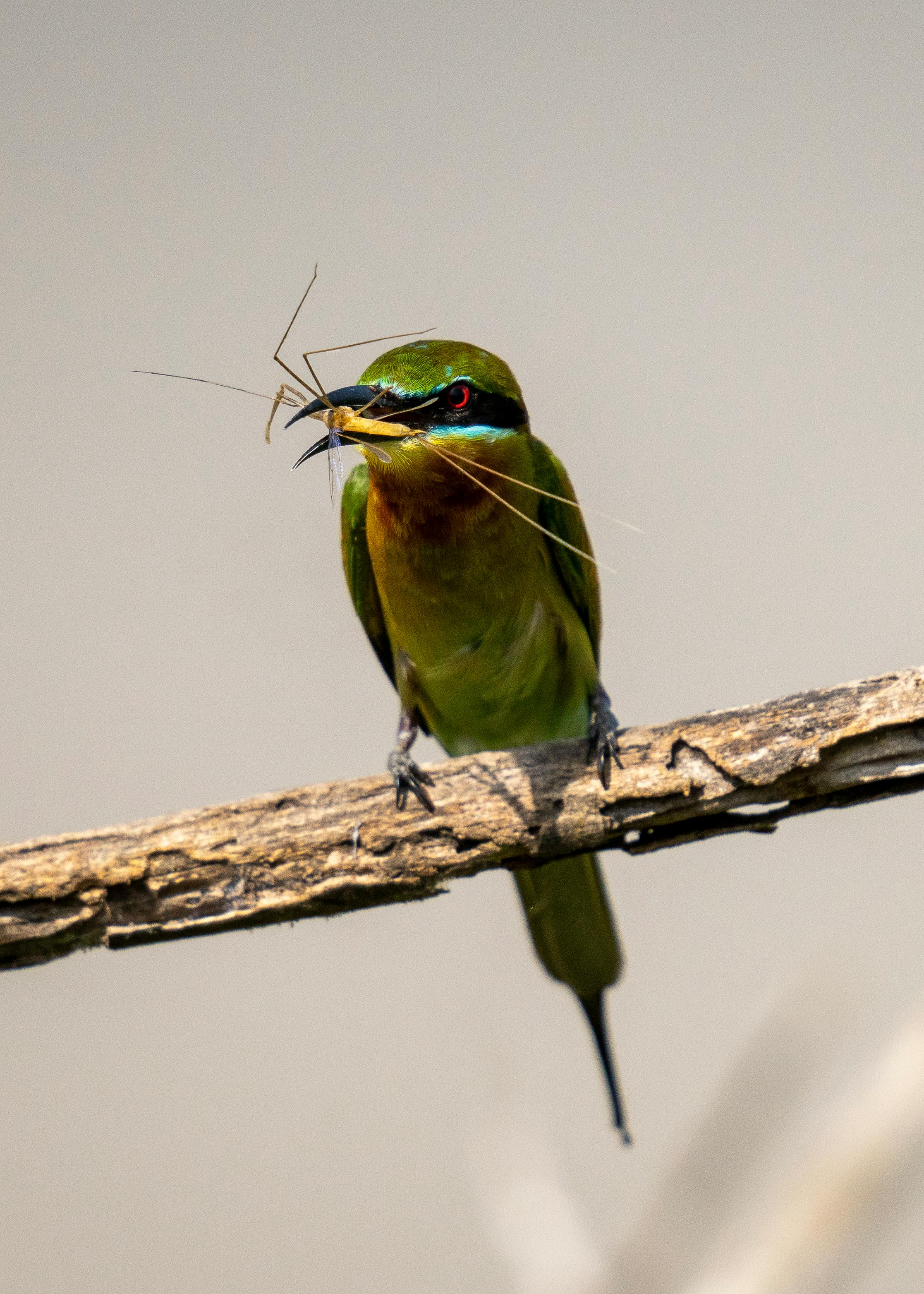 Bird Eating Insect · Free Stock Photo