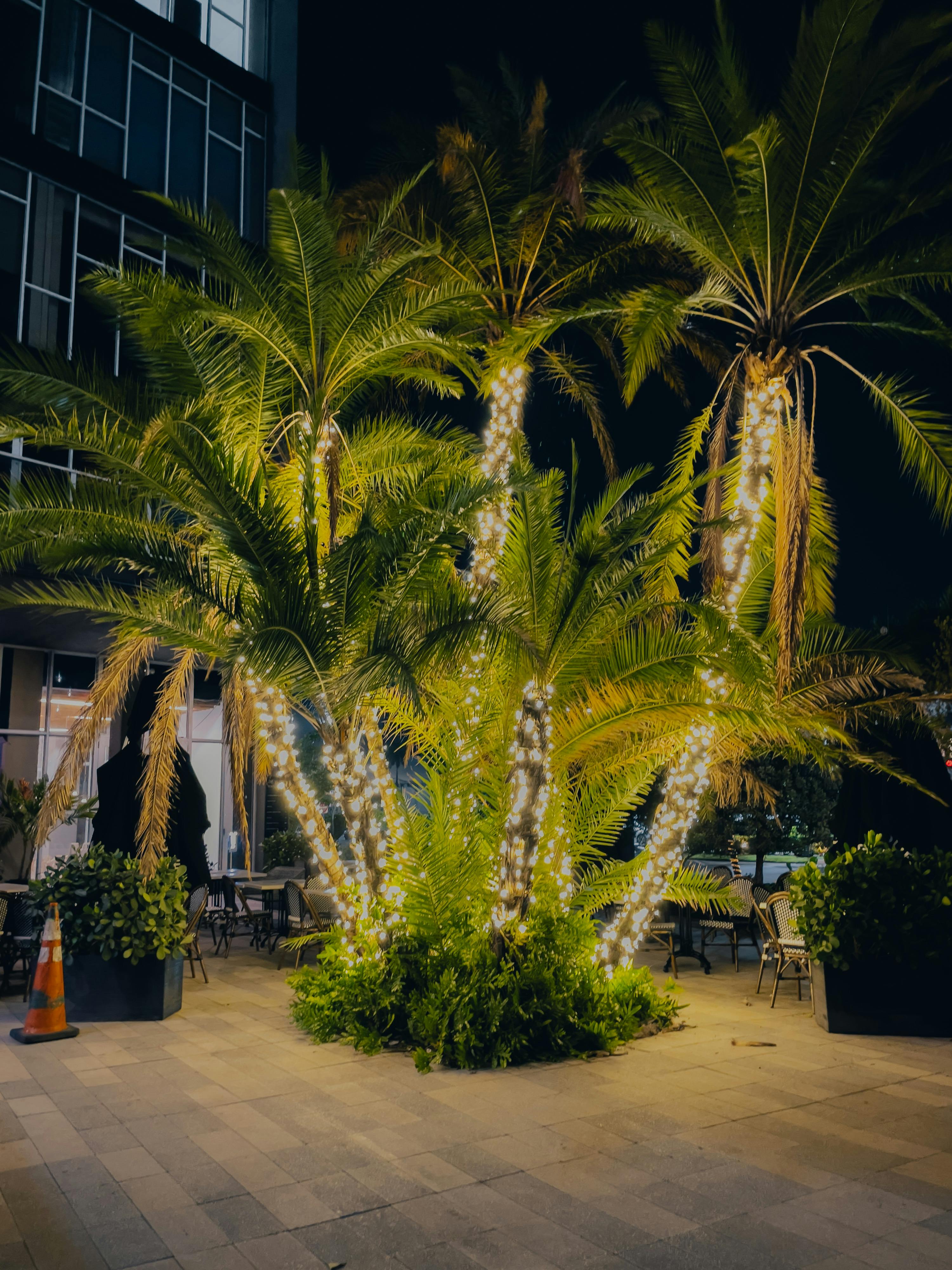 Palm Trees with Lights Wrapped around Their Trunks · Free Stock Photo