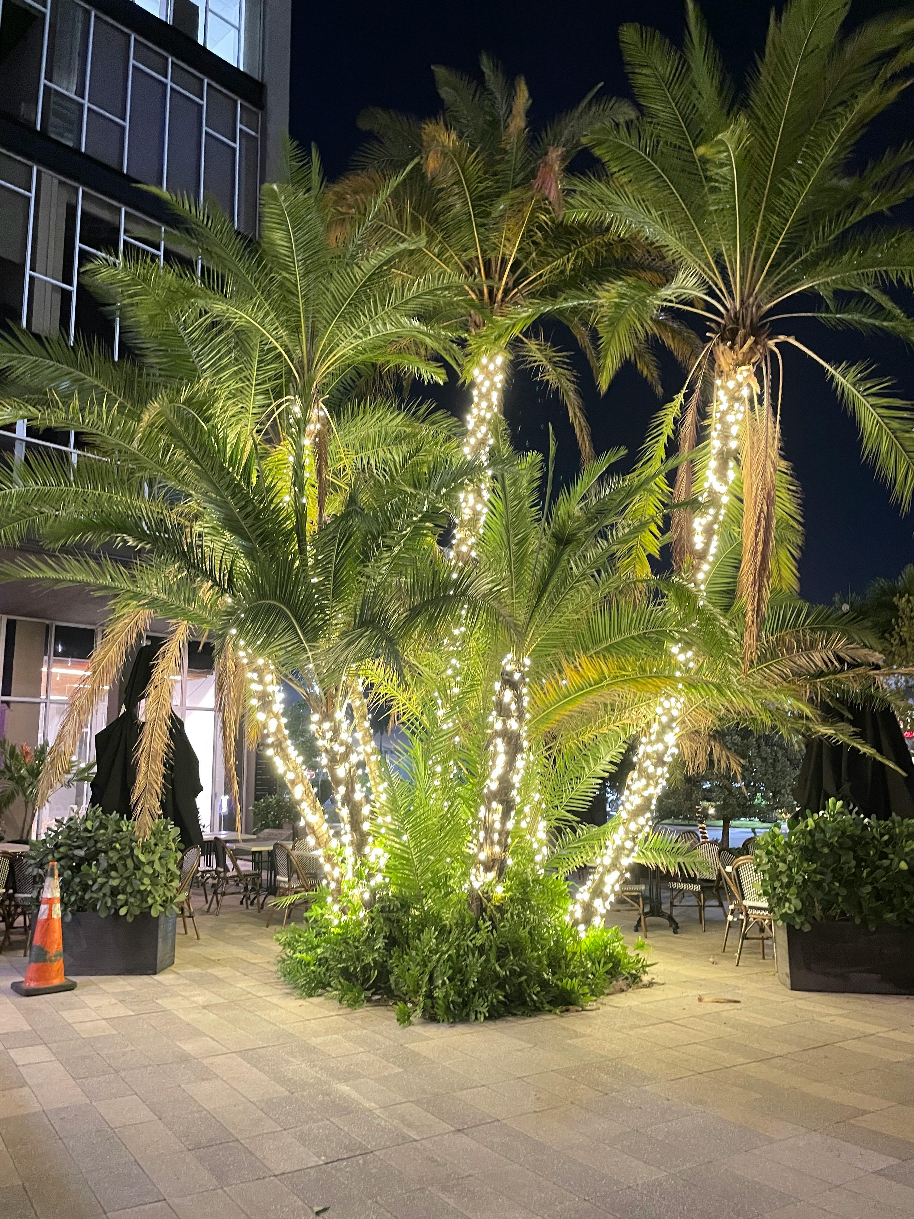 Illuminated Palm Trees at Night · Free Stock Photo
