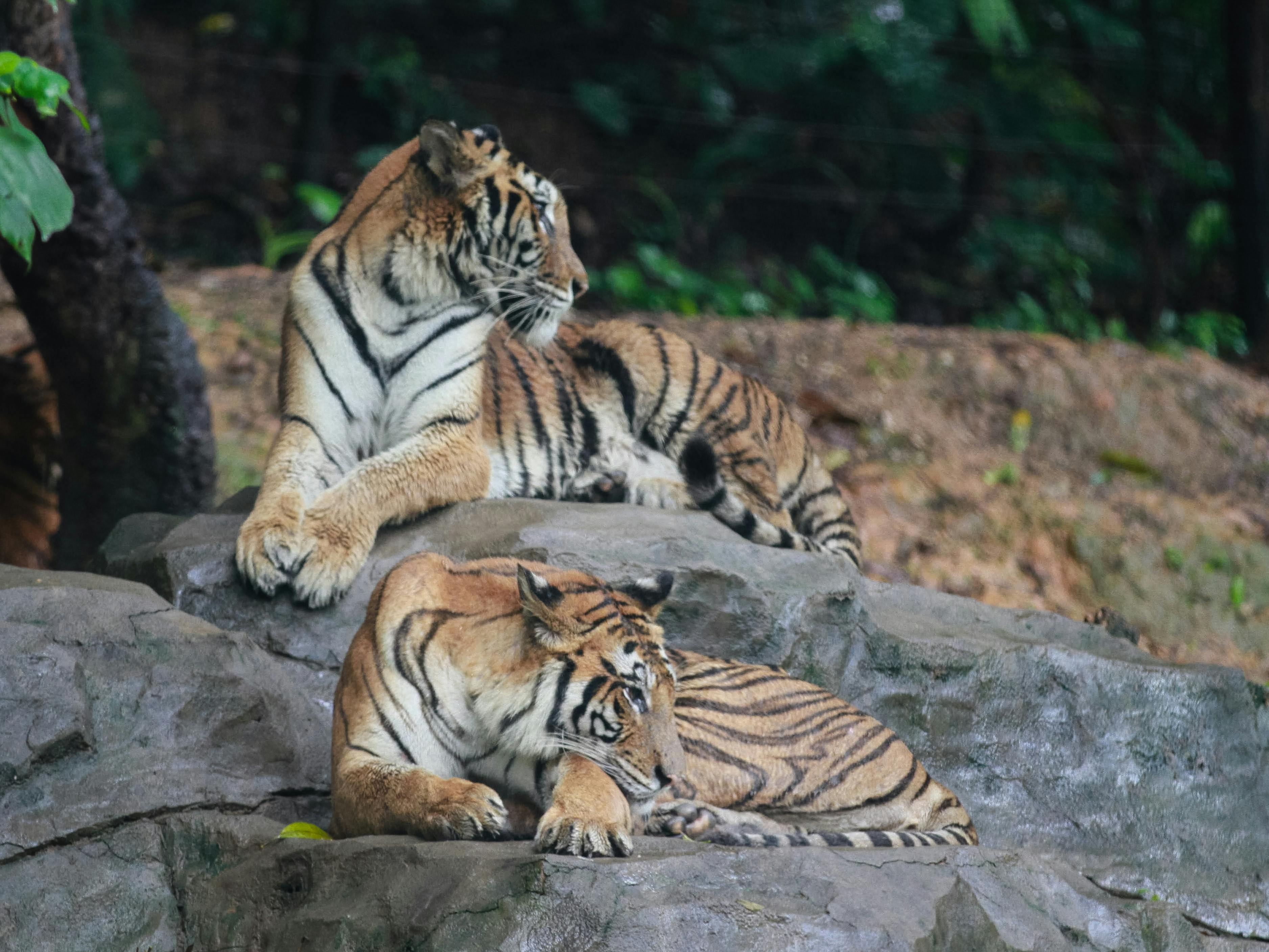 Couple of Resting Tigers · Free Stock Photo