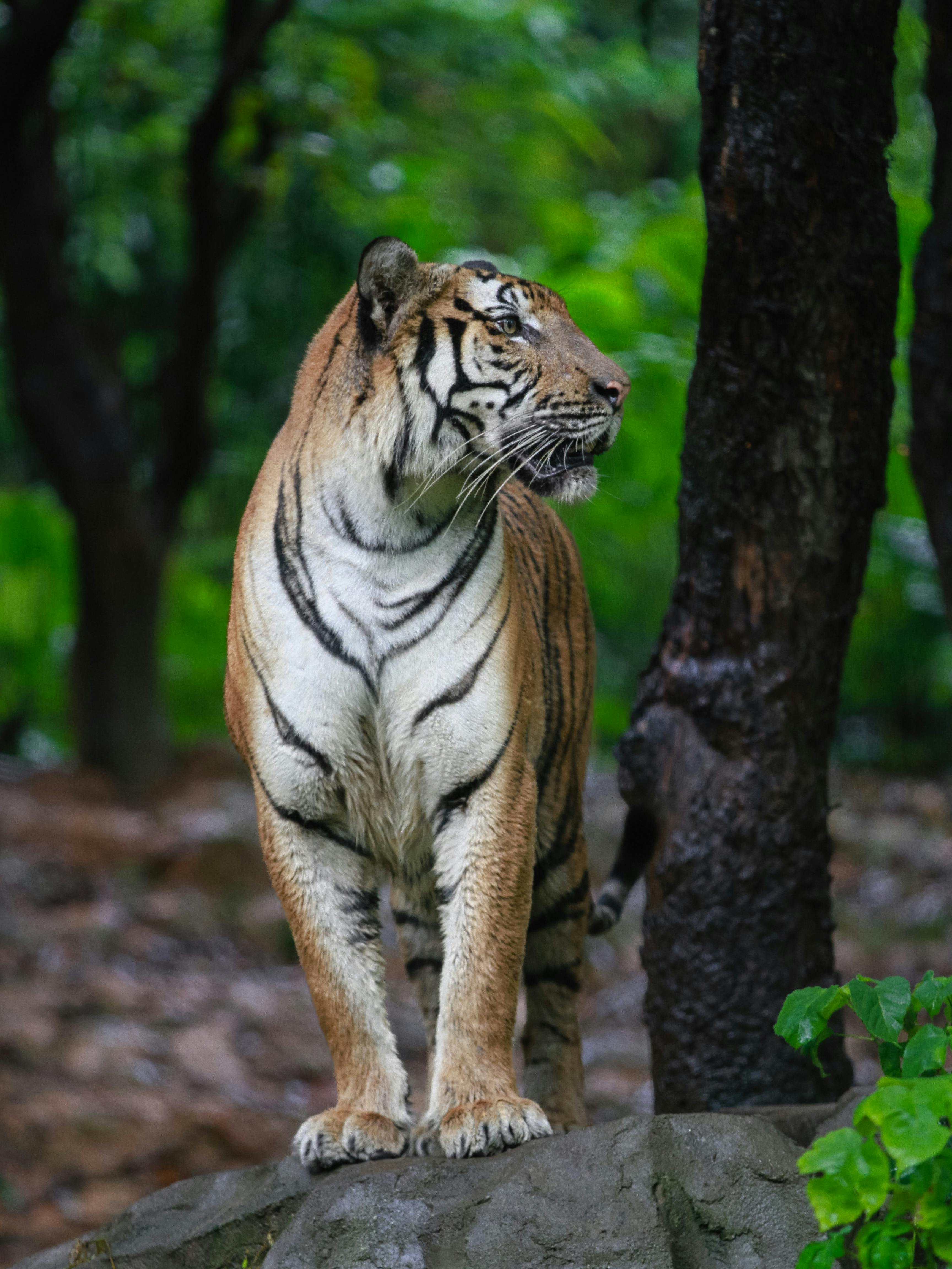 A Tiger on a Rock · Free Stock Photo