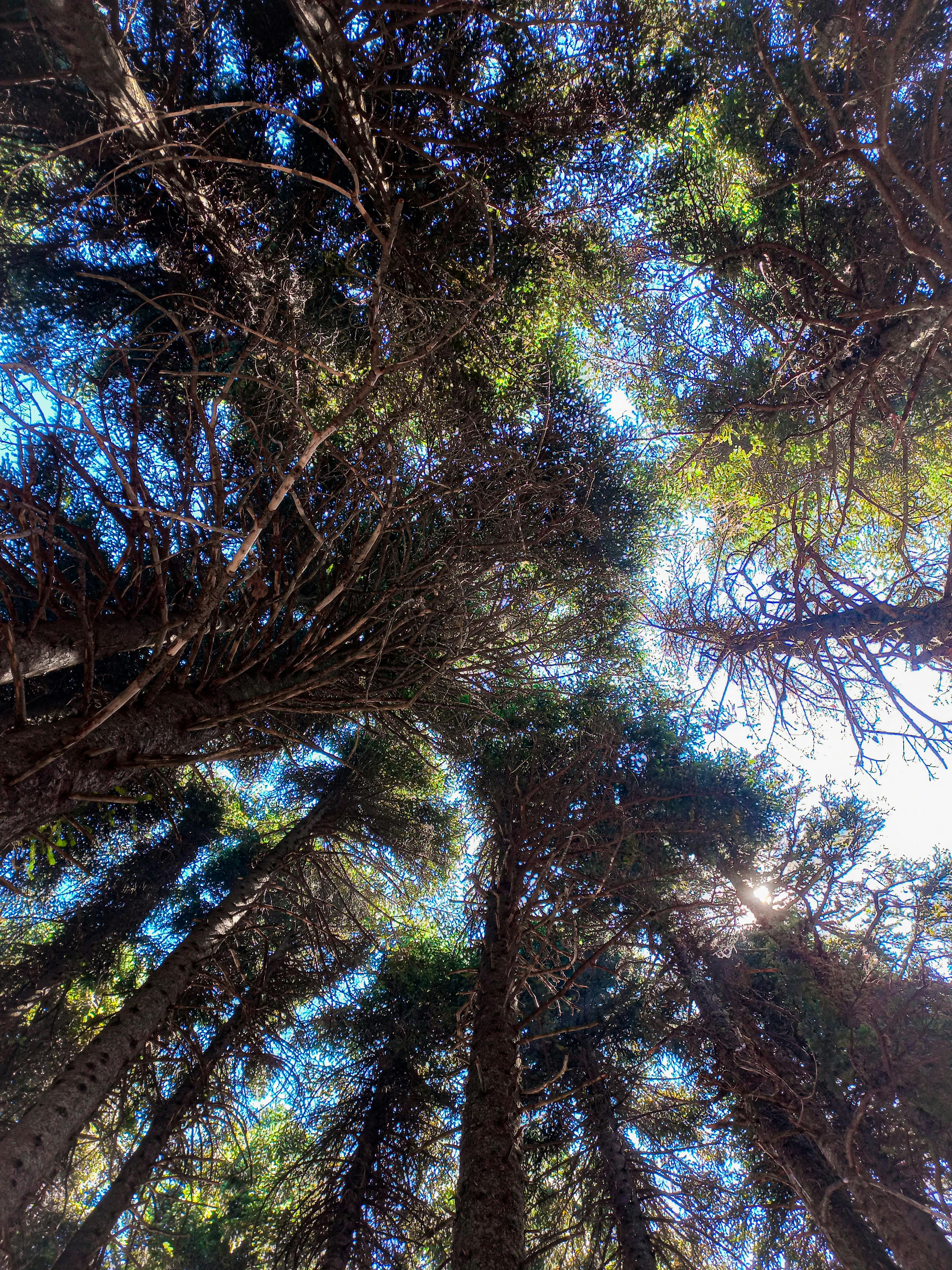 Low-Angle Shot of Trees · Free Stock Photo