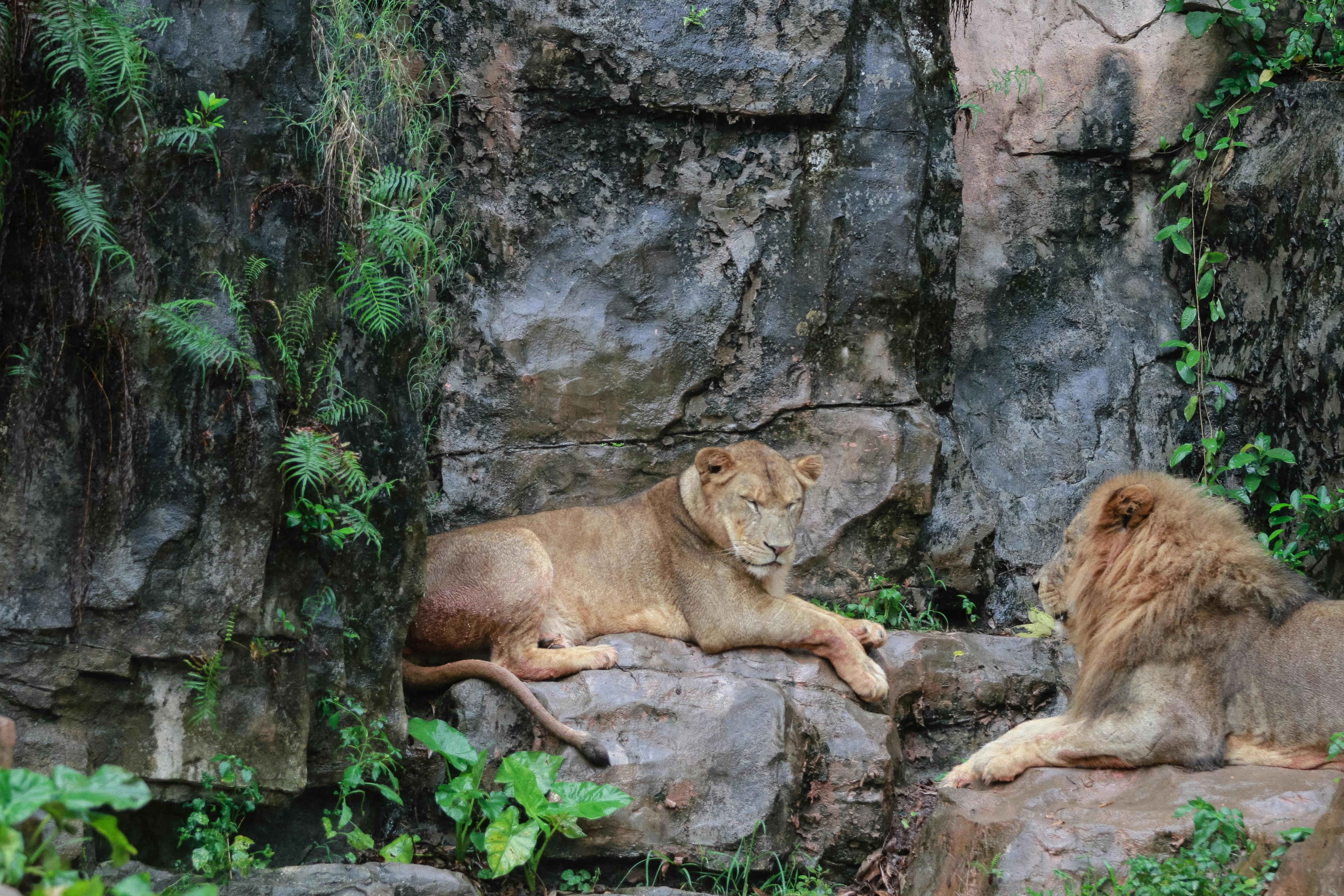 Lions Lying Down near Rocks · Free Stock Photo