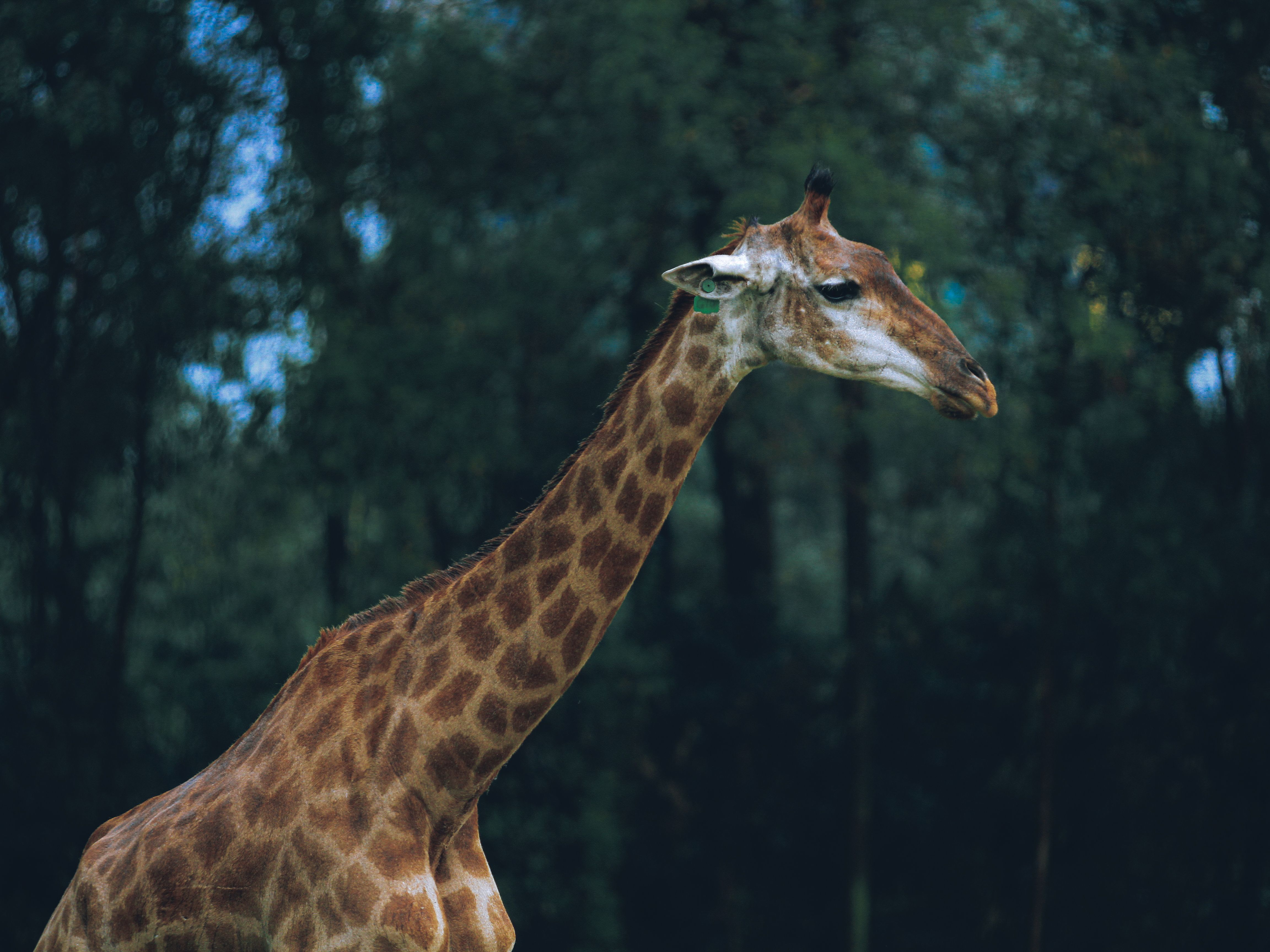 Close-Up Shot of Giraffes Eating Green Grass · Free Stock Photo