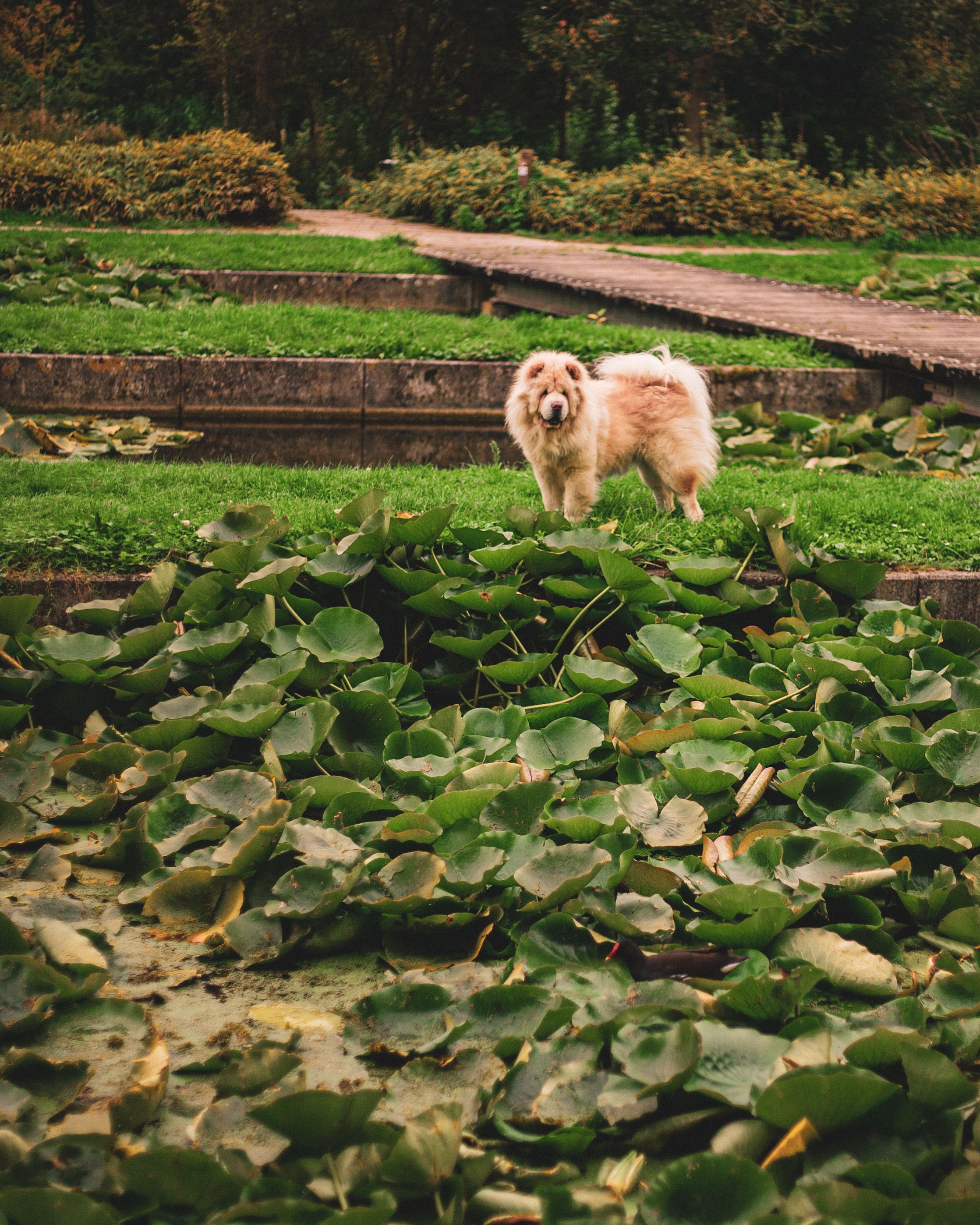 Chien Photos, Download The BEST Free Chien Stock Photos & HD Images