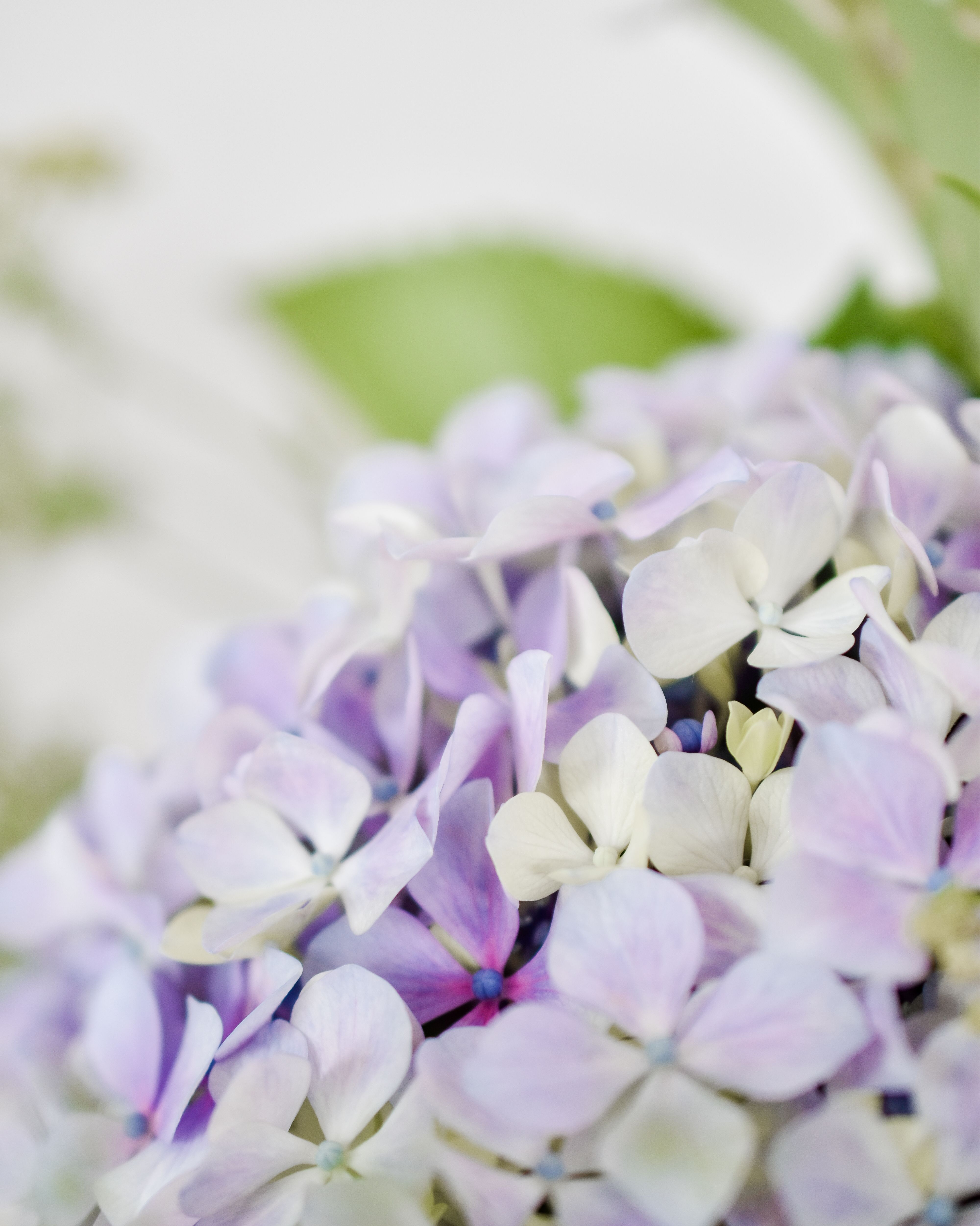 Close Up of Senna Flowers · Free Stock Photo
