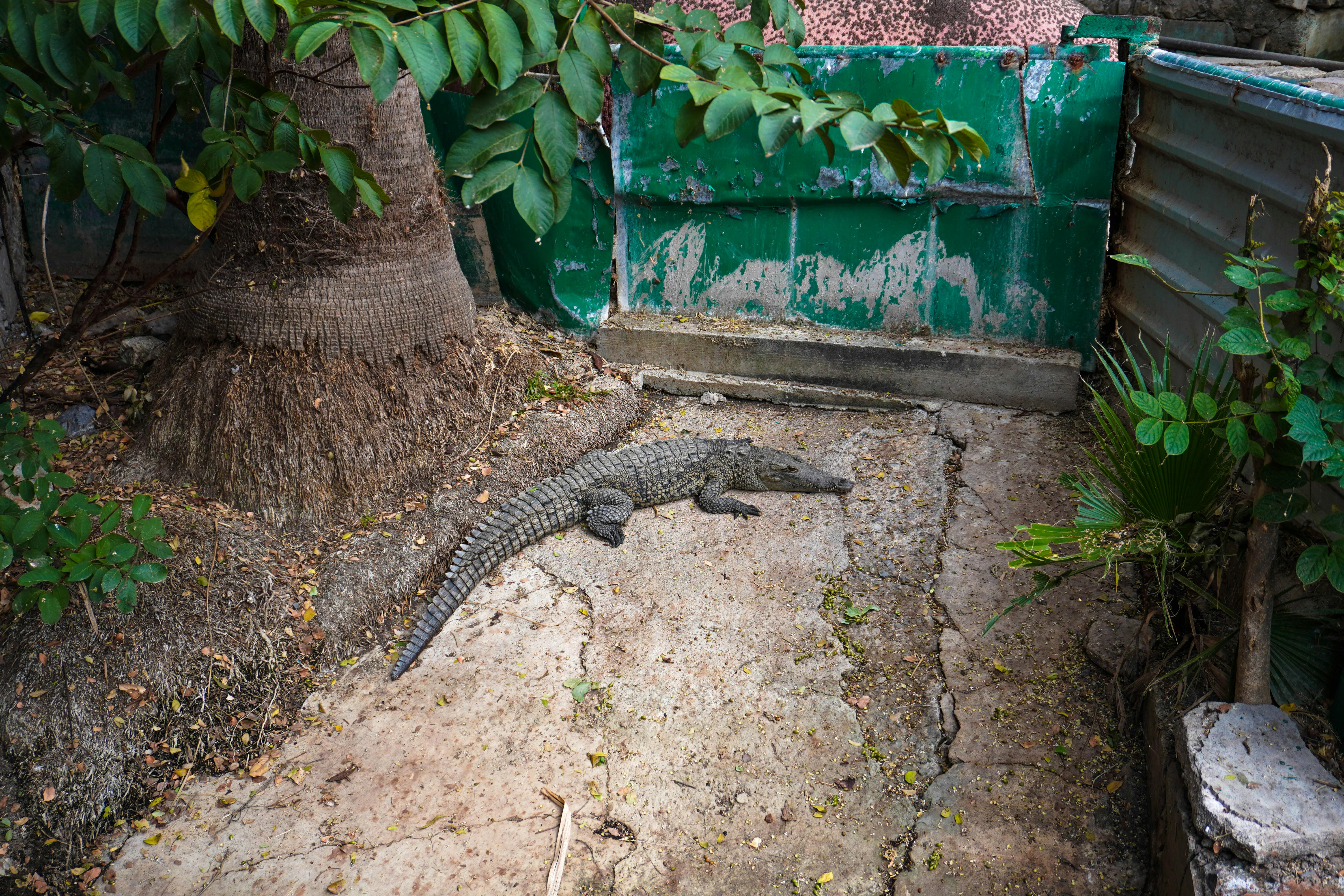 Crocodile under Tree · Free Stock Photo
