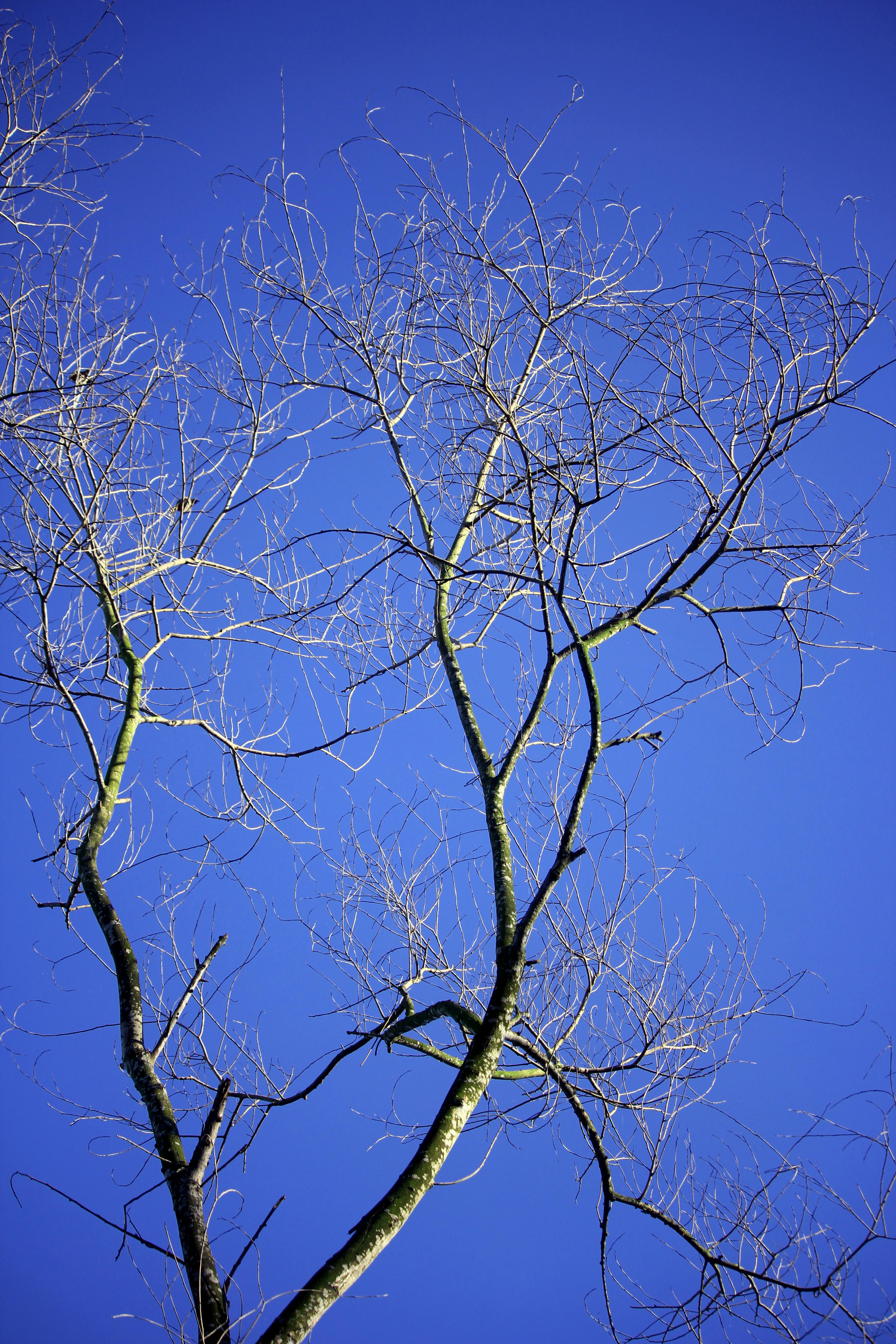 Photography of Tree Branches · Free Stock Photo