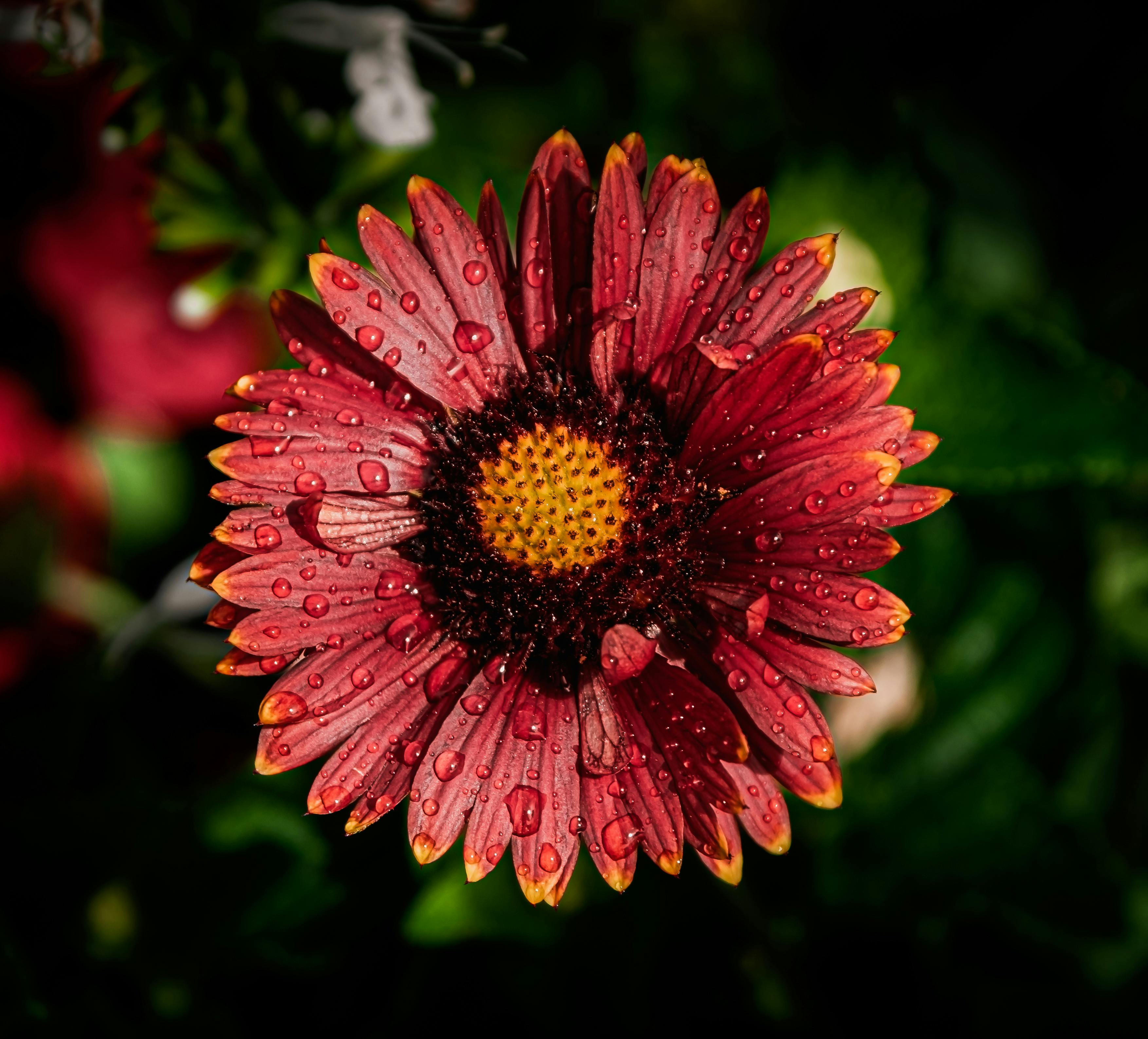 Bellis Perennis Photos, Download The BEST Free Bellis Perennis Stock ...