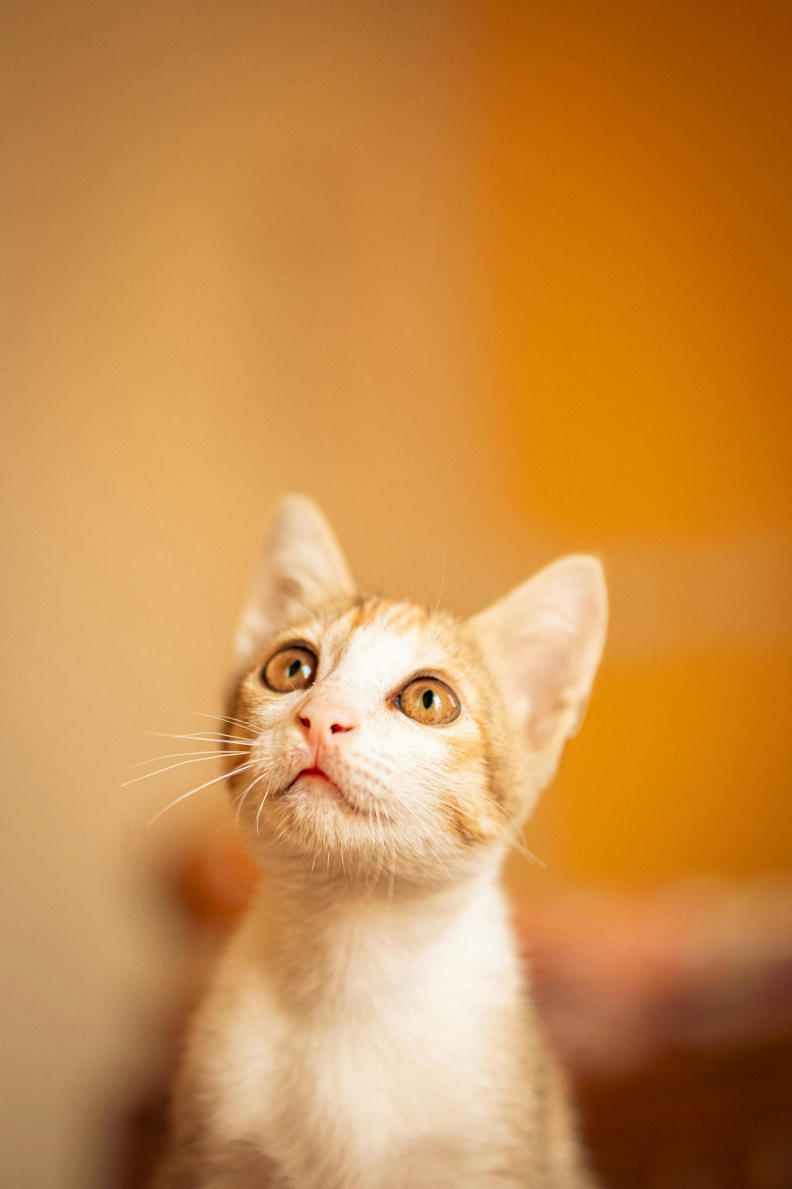 Cat Present Photos, Download Free Cat Present Stock Photos & HD Images