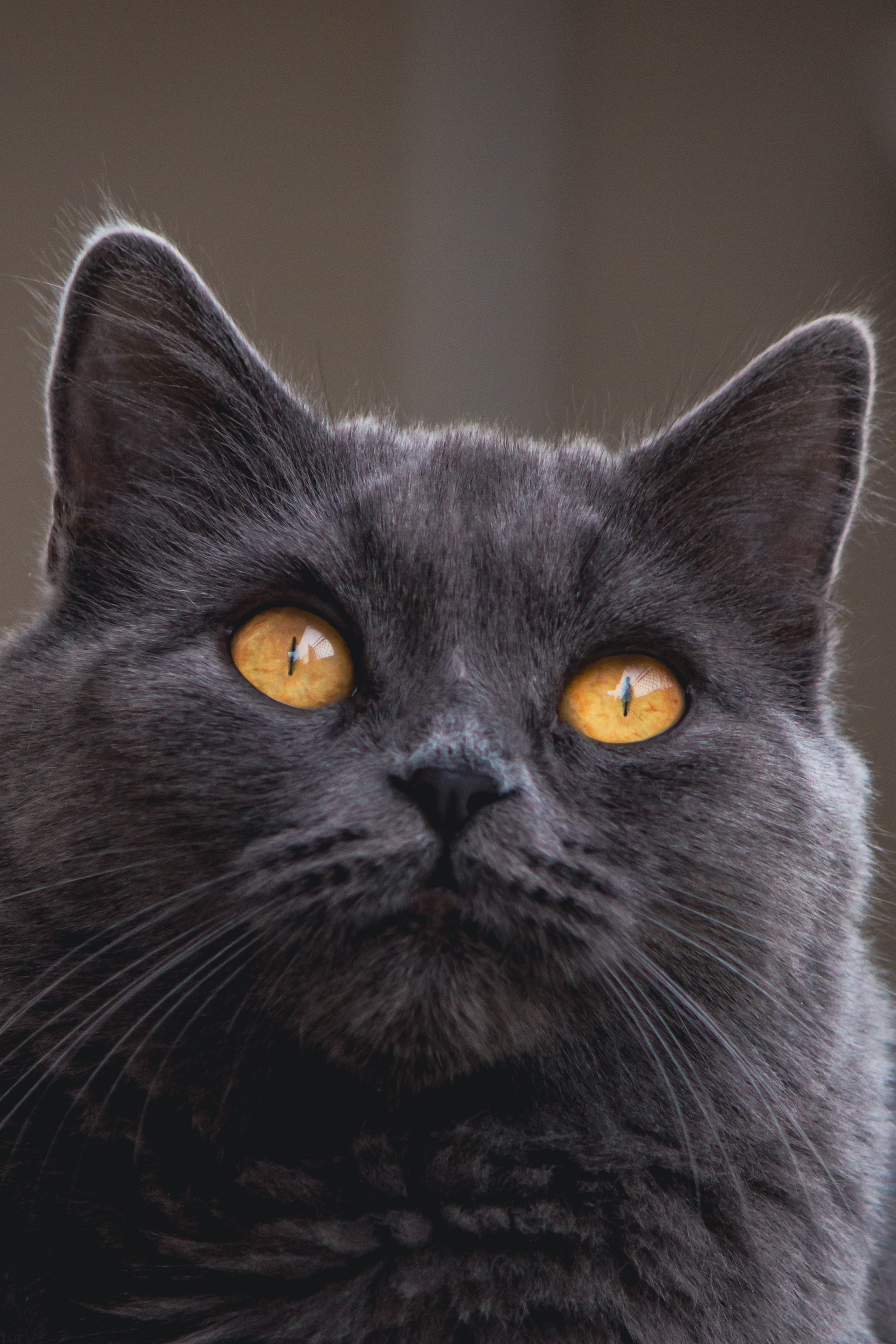 Foto de stock gratuita sobre adorable, animal, animal domestico ...