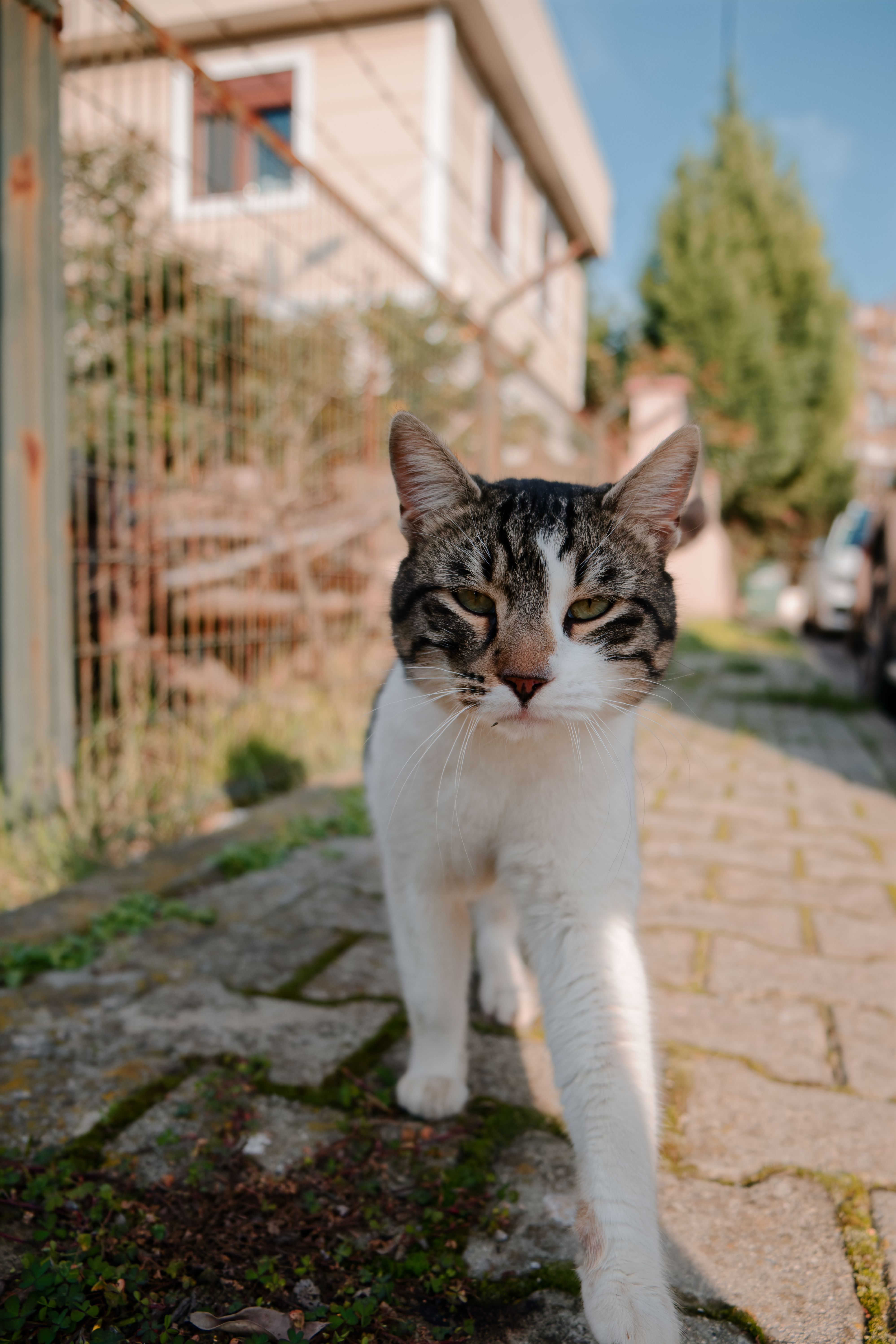 Feral Tabby Cat Sitting on Pavement · Free Stock Photo