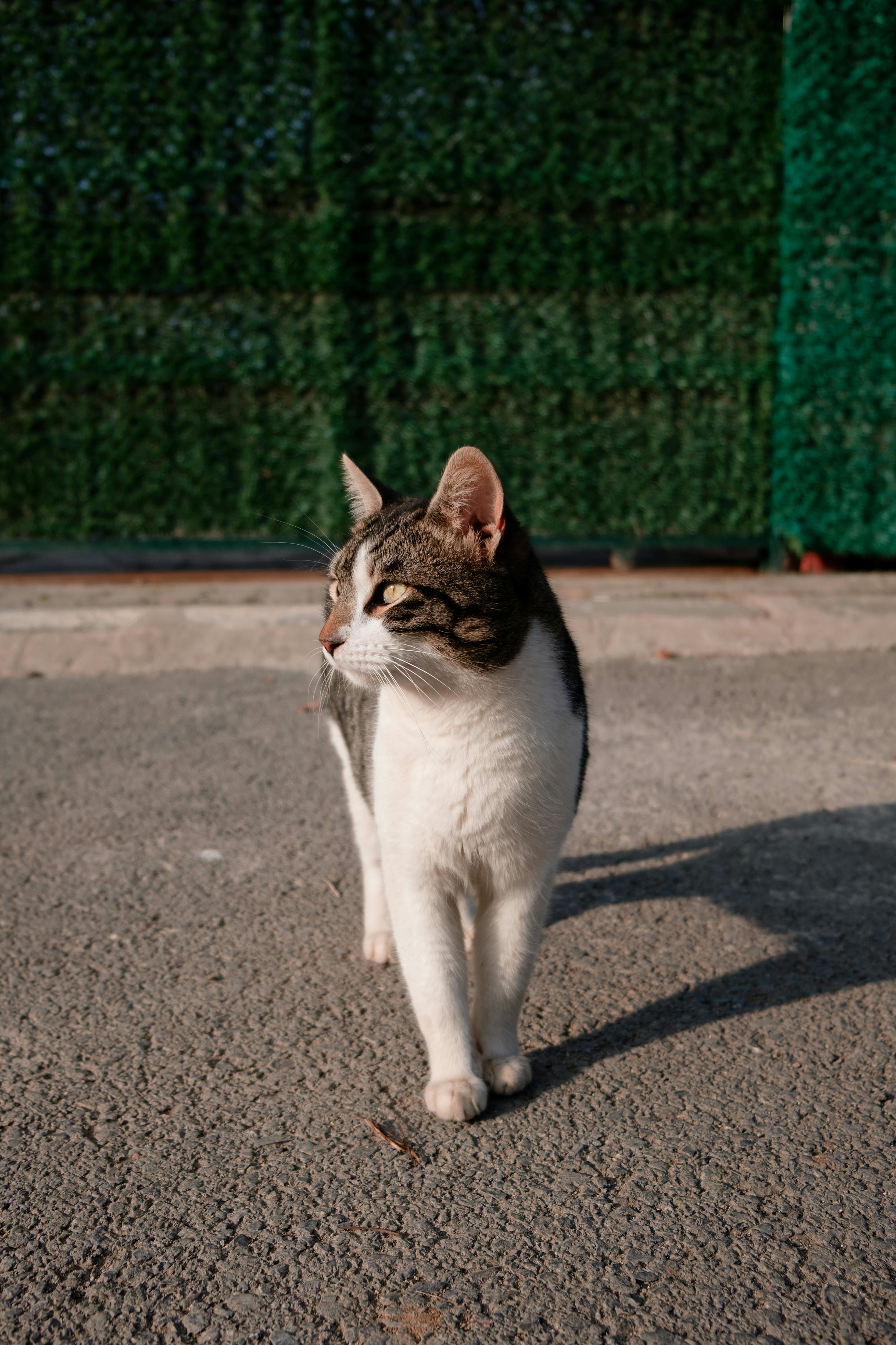 A Cyprus Cat on a Concrete Surface · Free Stock Photo
