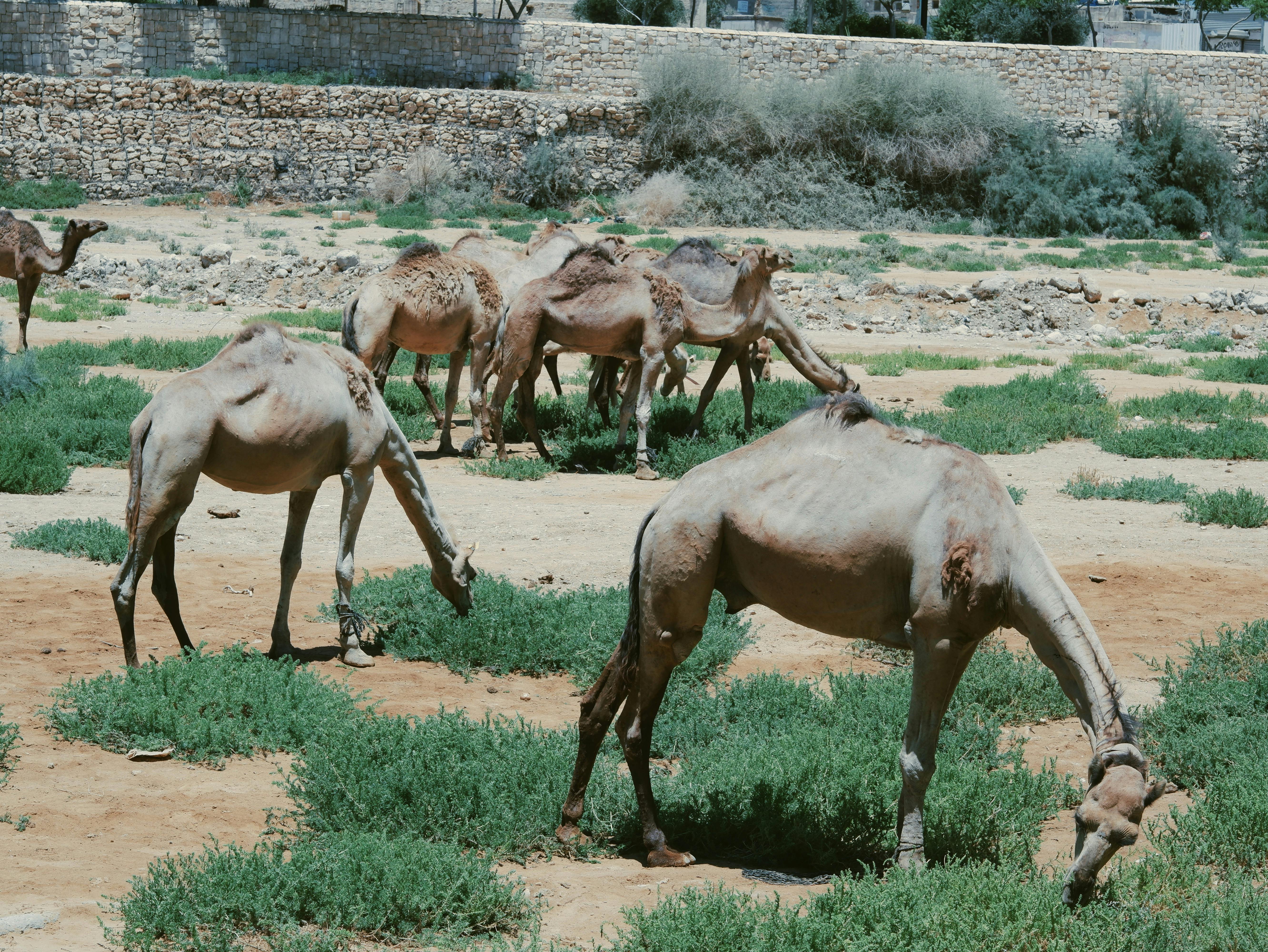 Brown Camels on Grass Field · Free Stock Photo