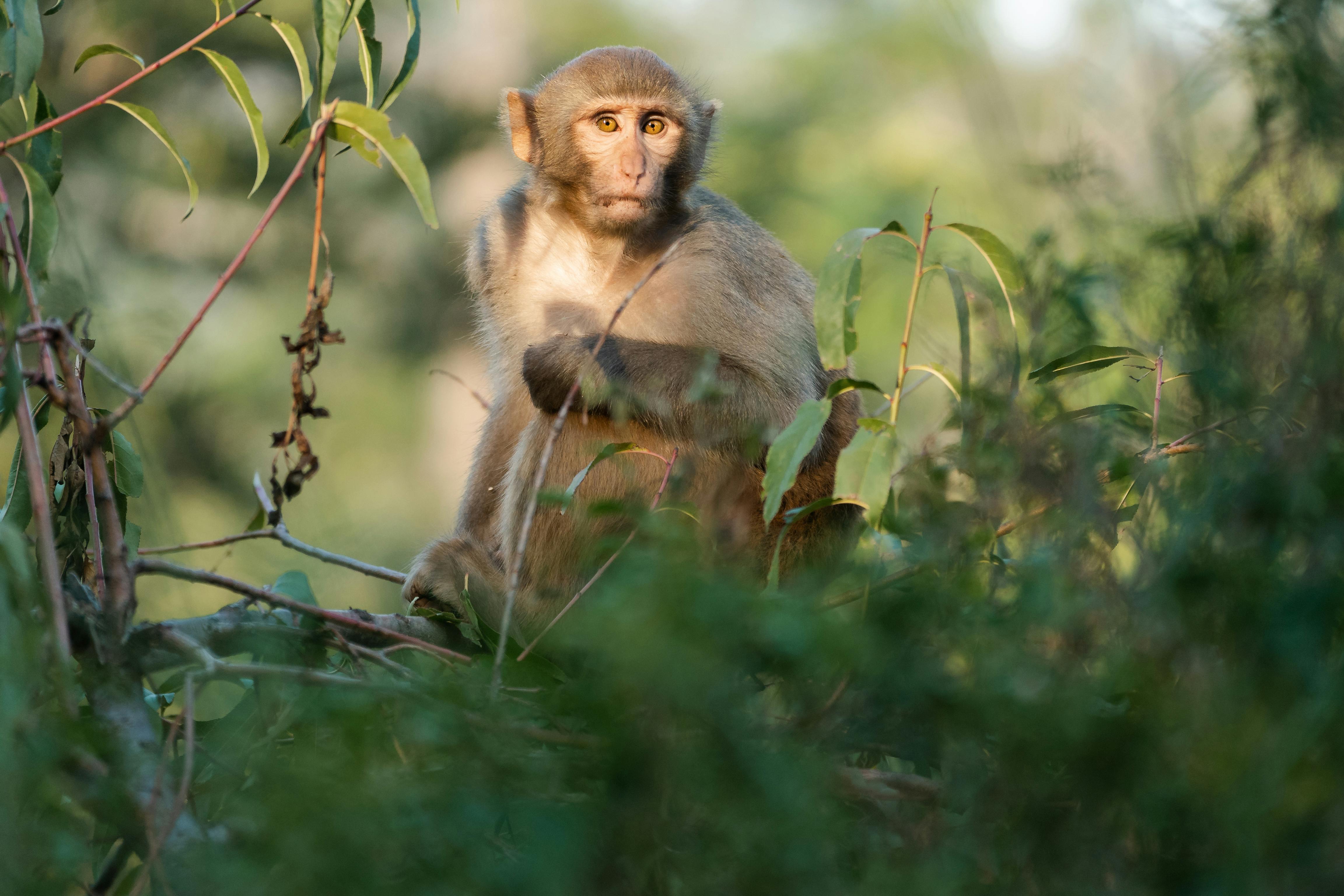 Mian Rizwan - Photographie