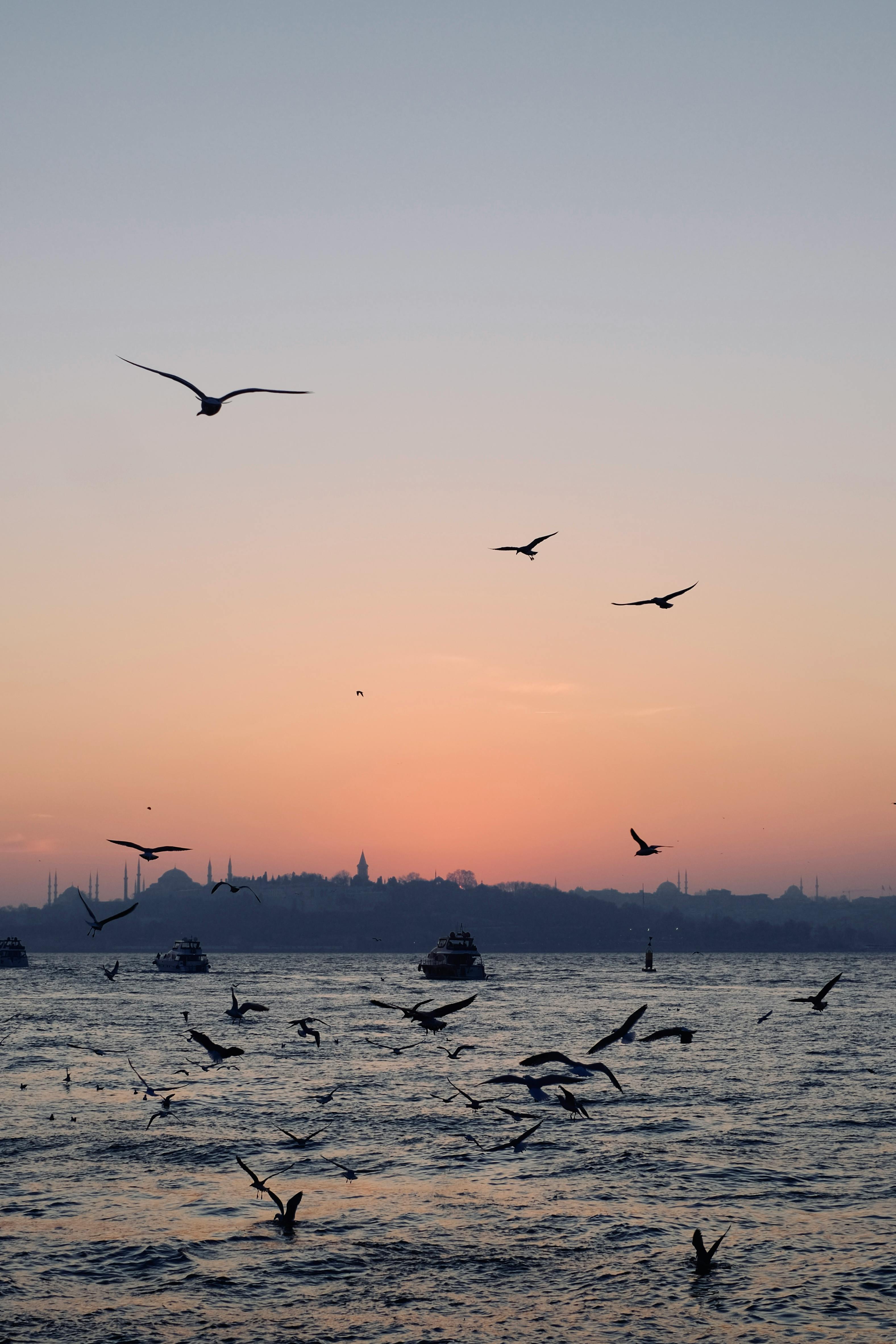 Birds Lying over the Ocean during Sunset · Free Stock Photo