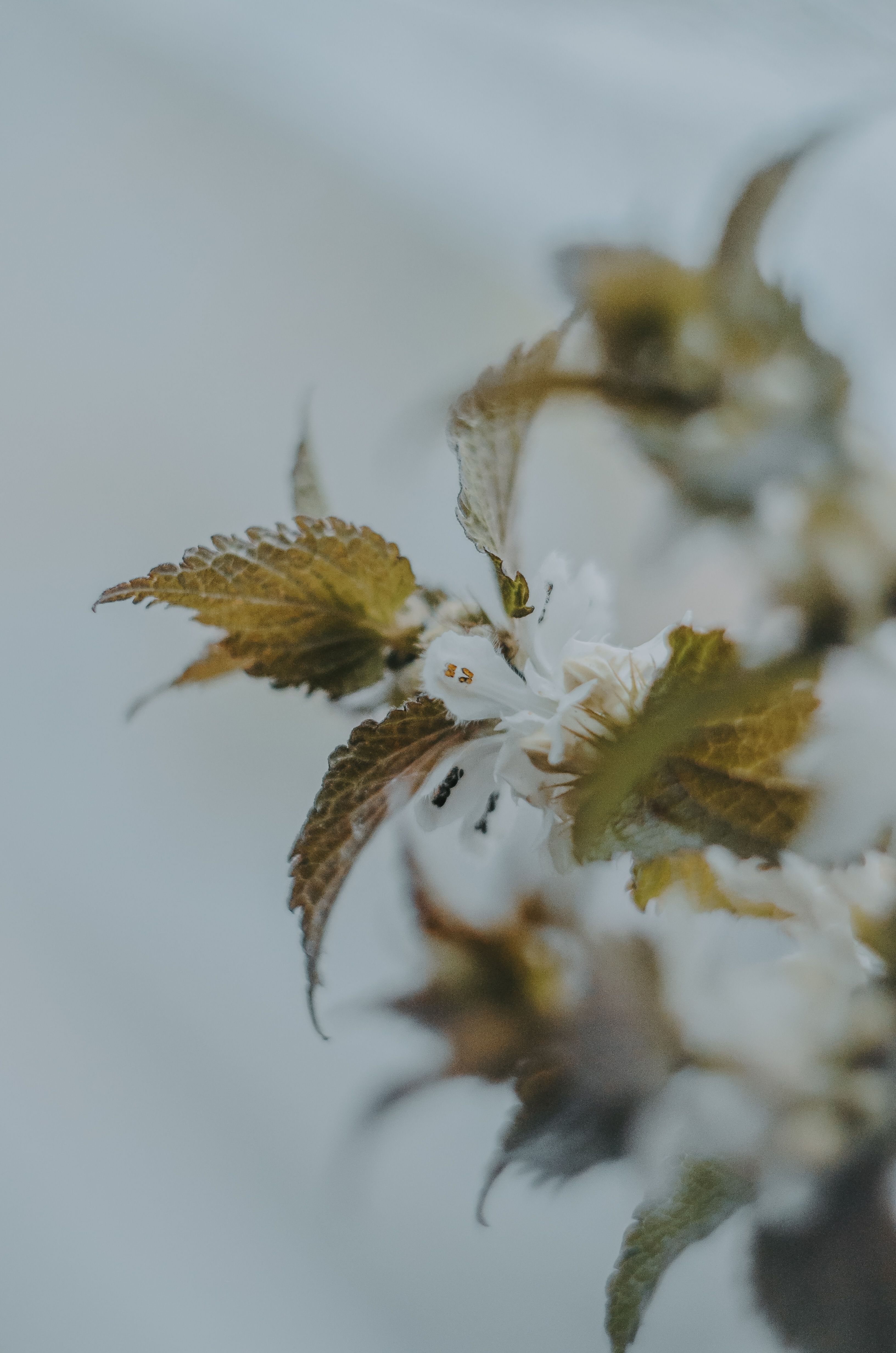Flowers on Nettle · Free Stock Photo