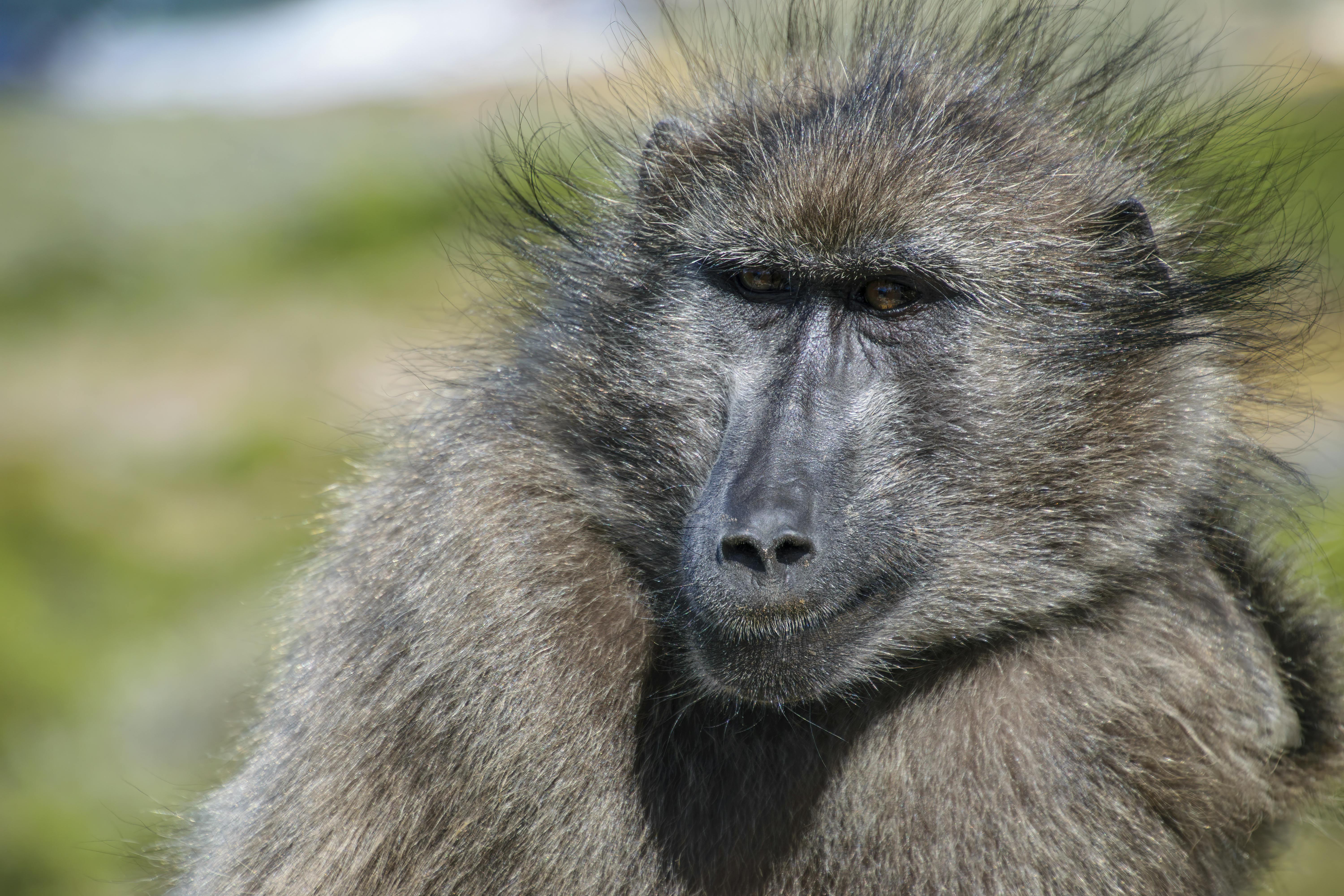 Portrait of Baboon · Free Stock Photo