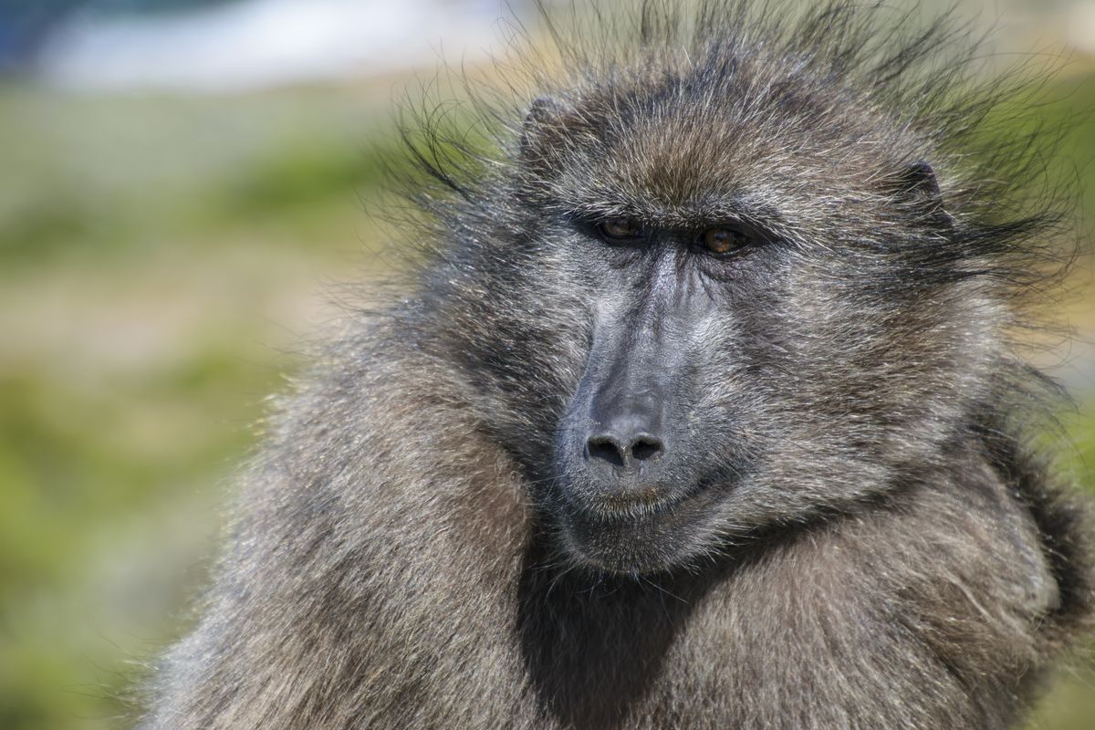Scary Baboon Photos, Download The BEST Free Scary Baboon Stock Photos ...