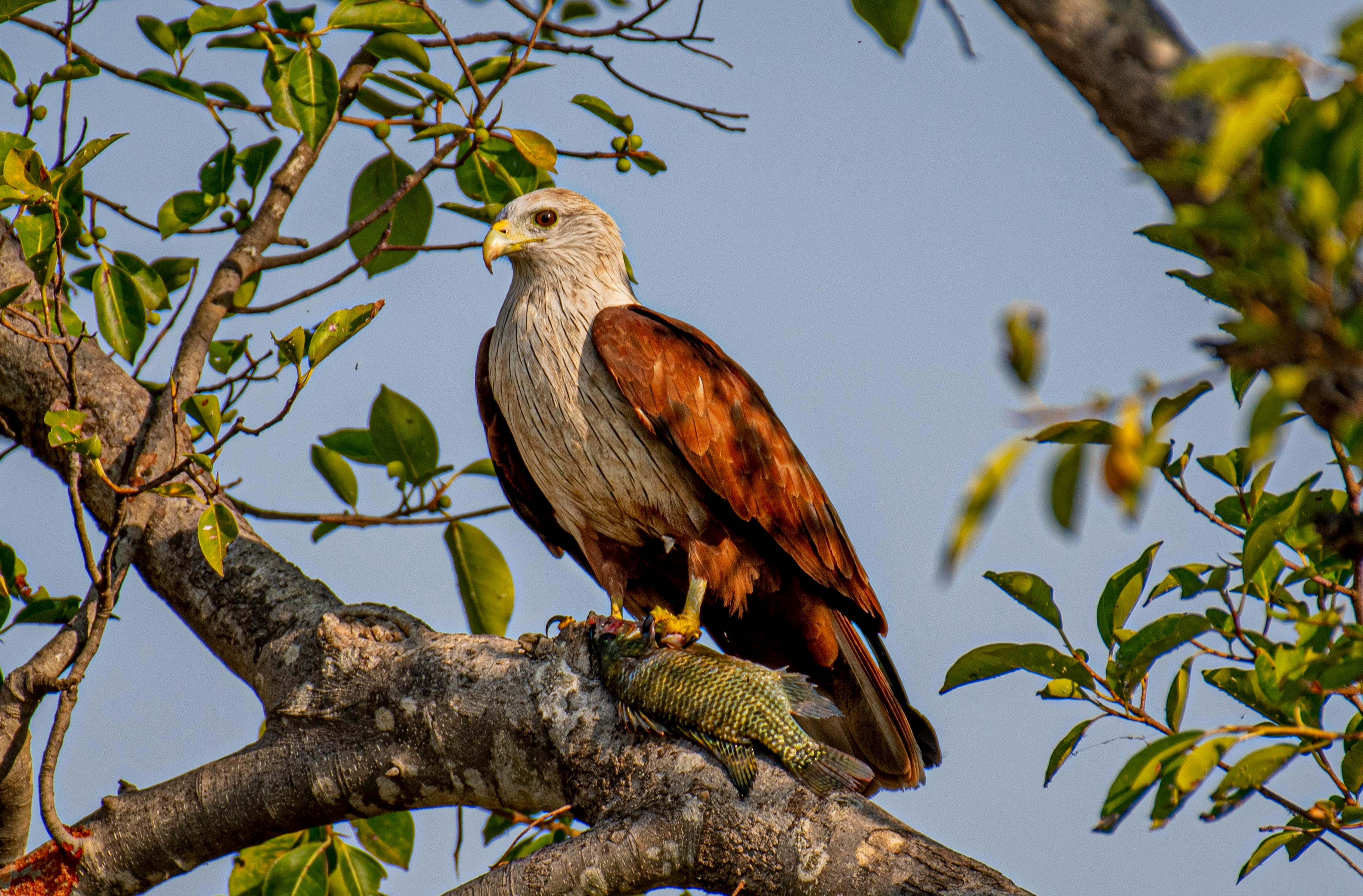 Bird Flying High in the Sky · Free Stock Photo