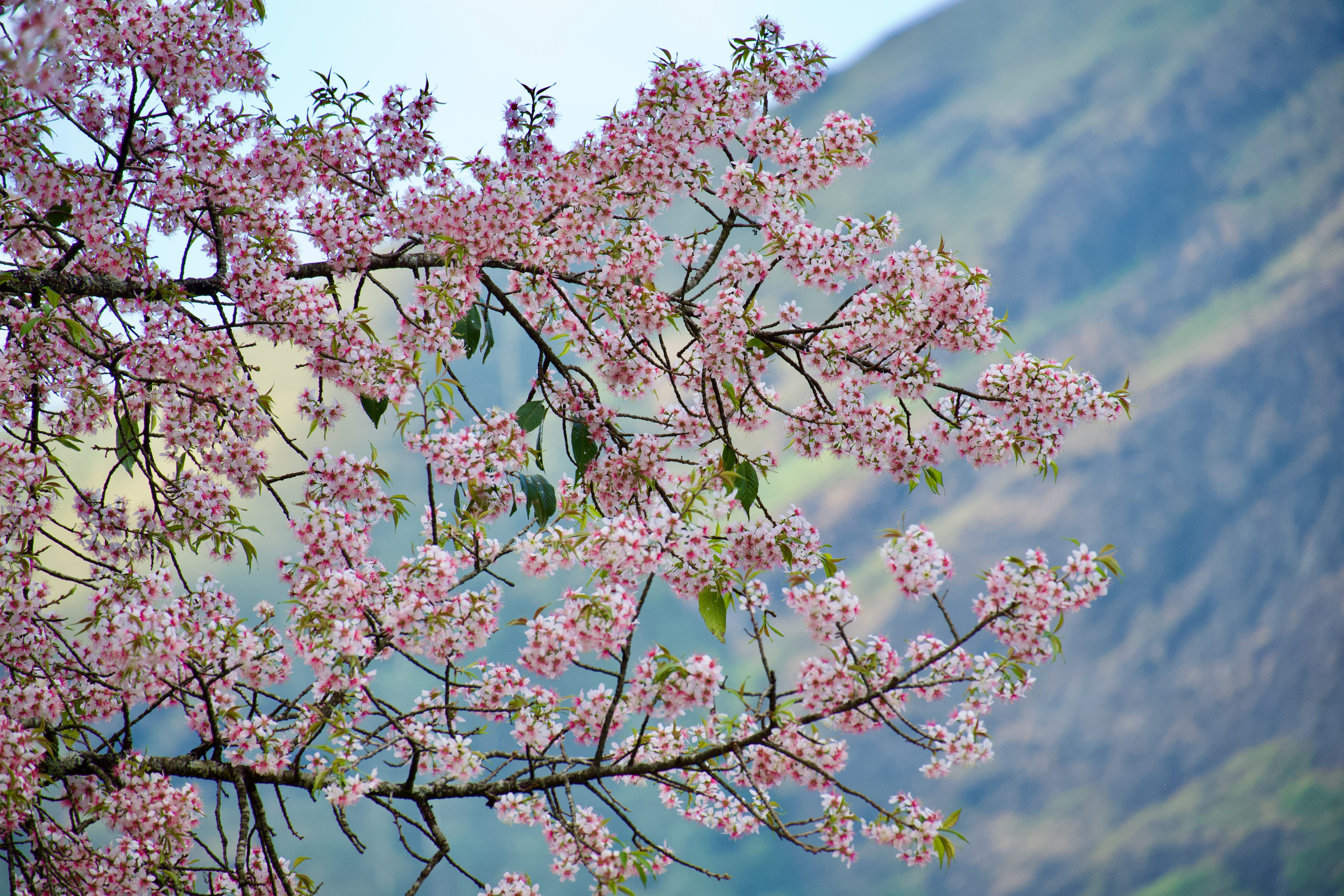 Branches of Cherry Tree in Springtime · Free Stock Photo