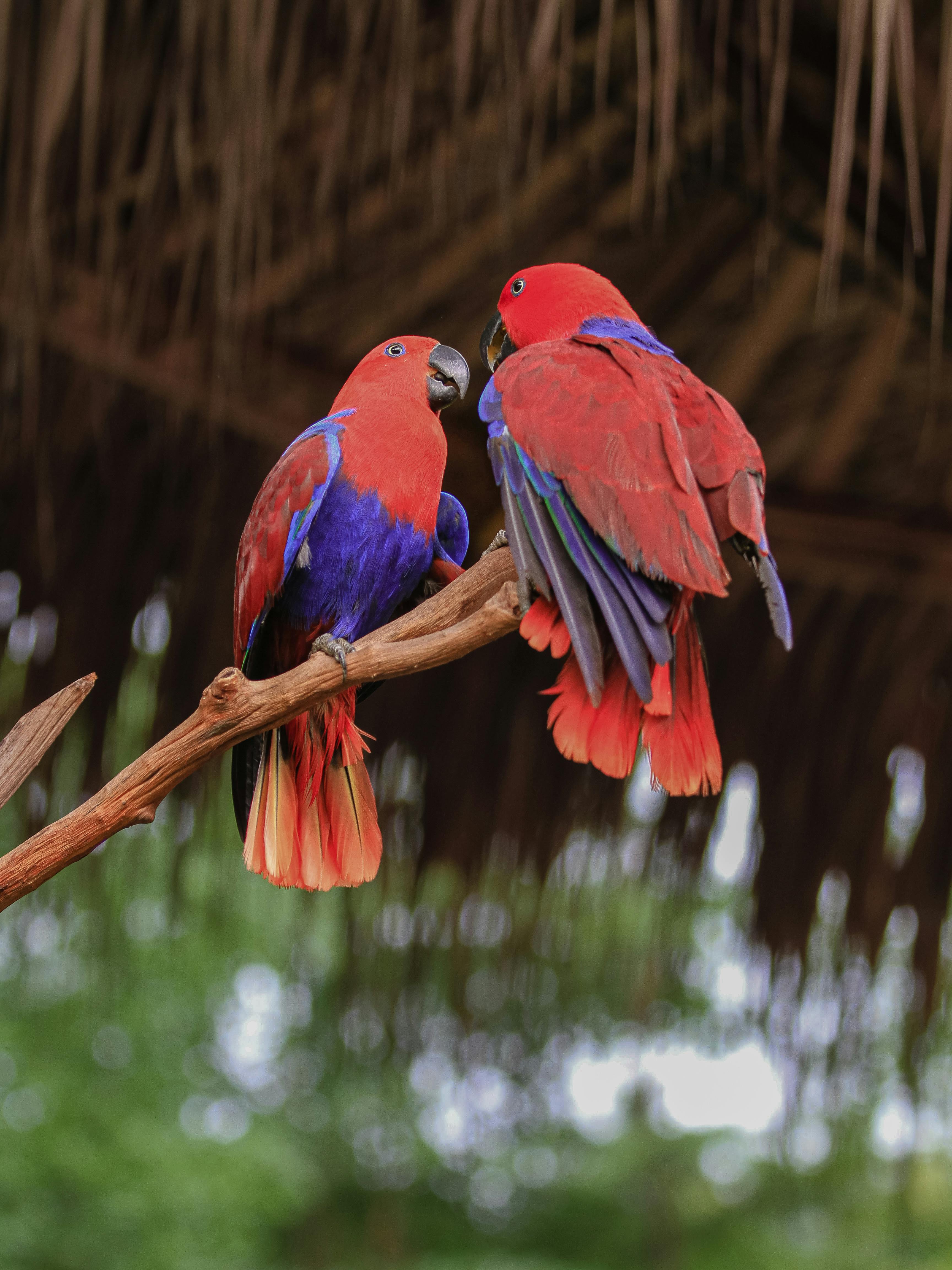 Two Macaw Parrots · Free Stock Photo