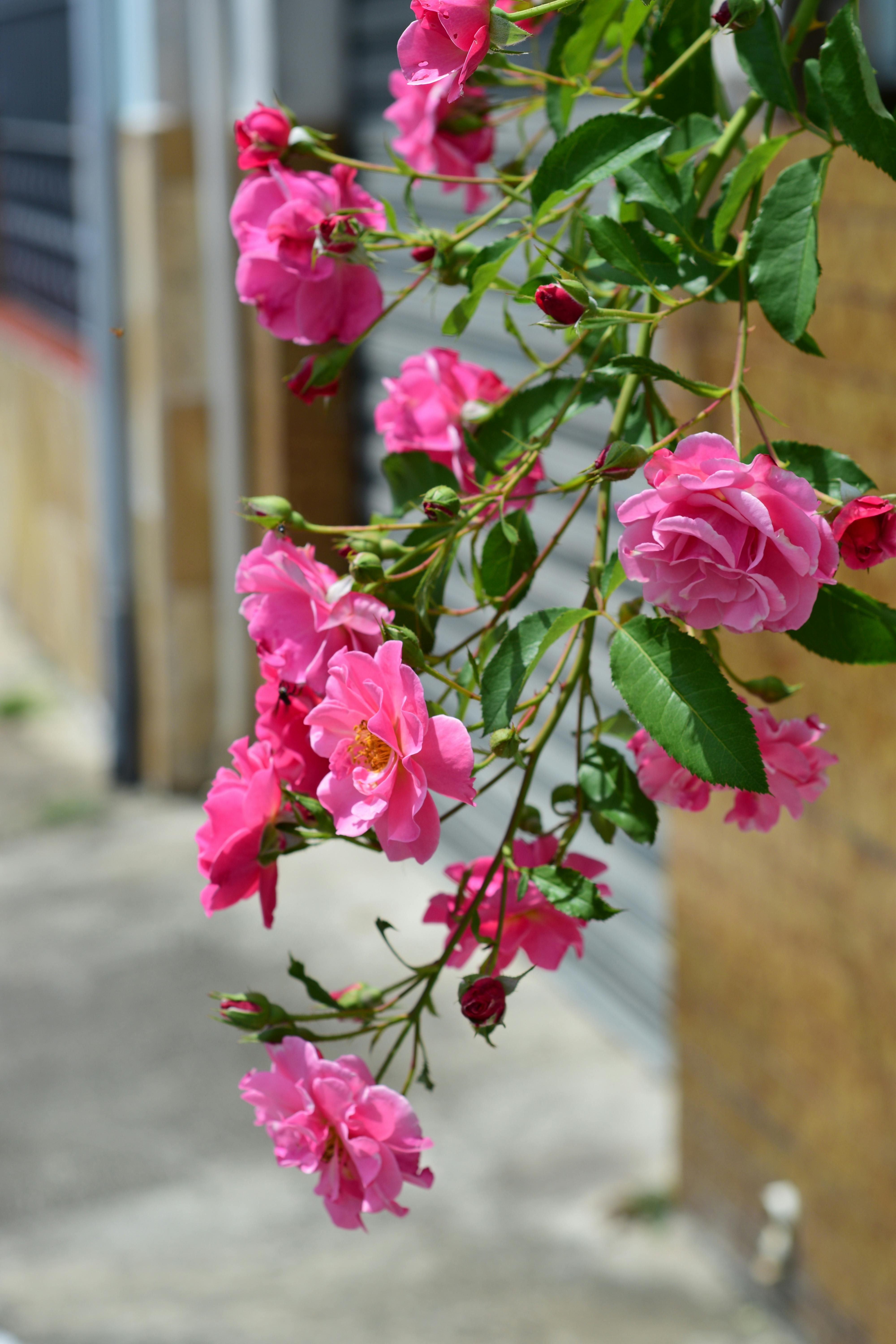 Snowy Roses Photos, Download Free Snowy Roses Stock Photos & HD Images