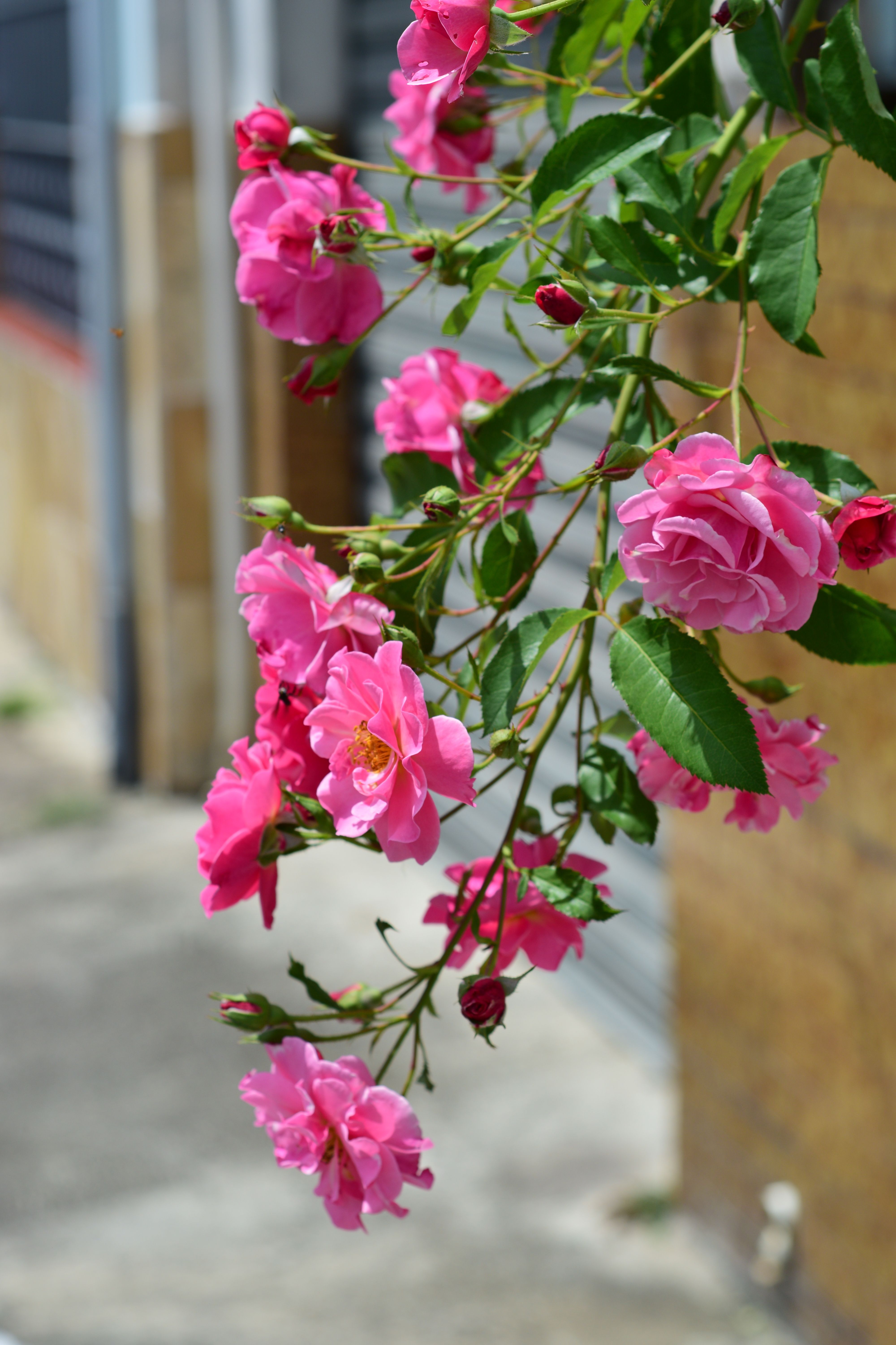 Roses in Bloom · Free Stock Photo