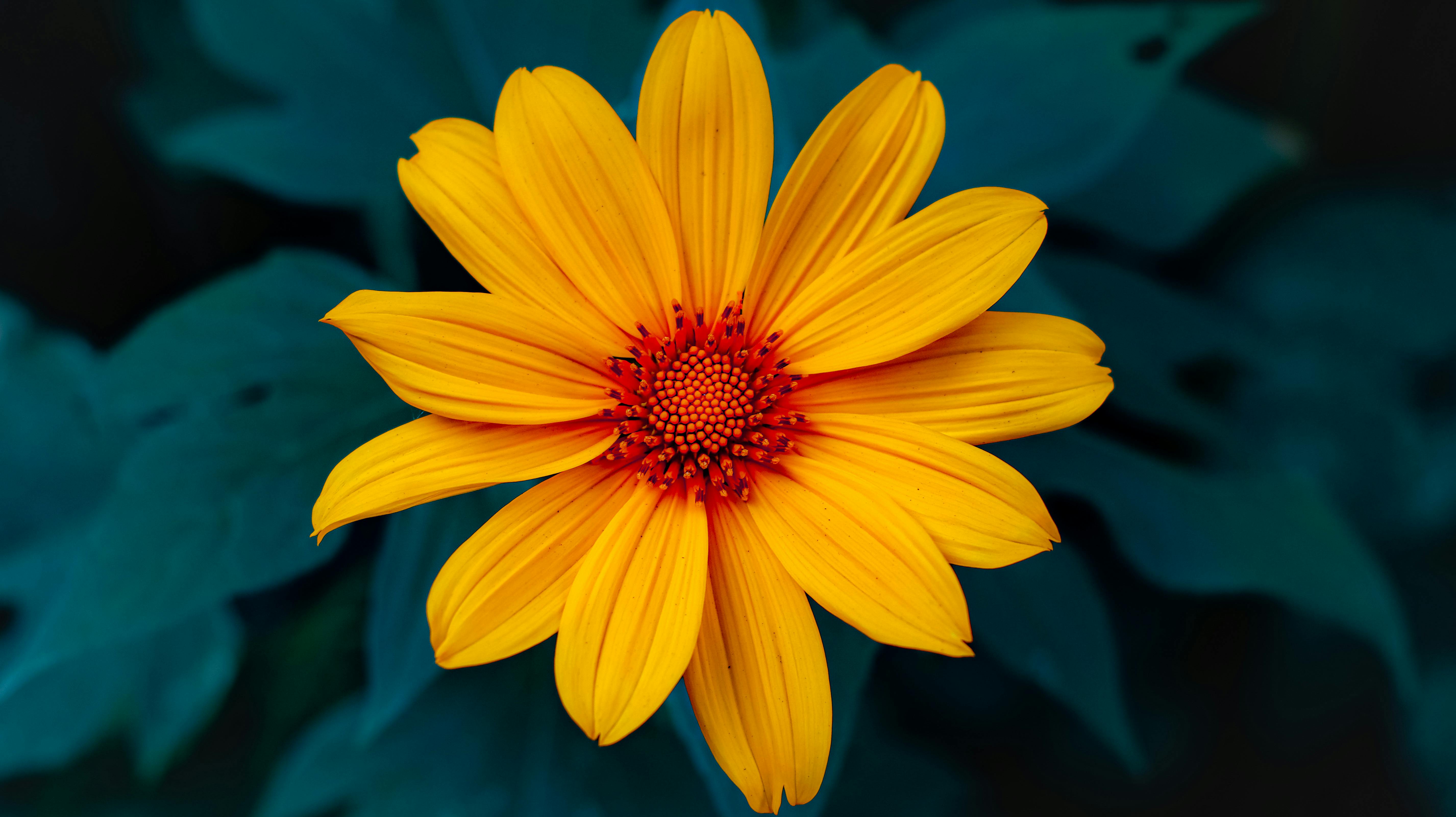 Bright Blooming Flower · Free Stock Photo