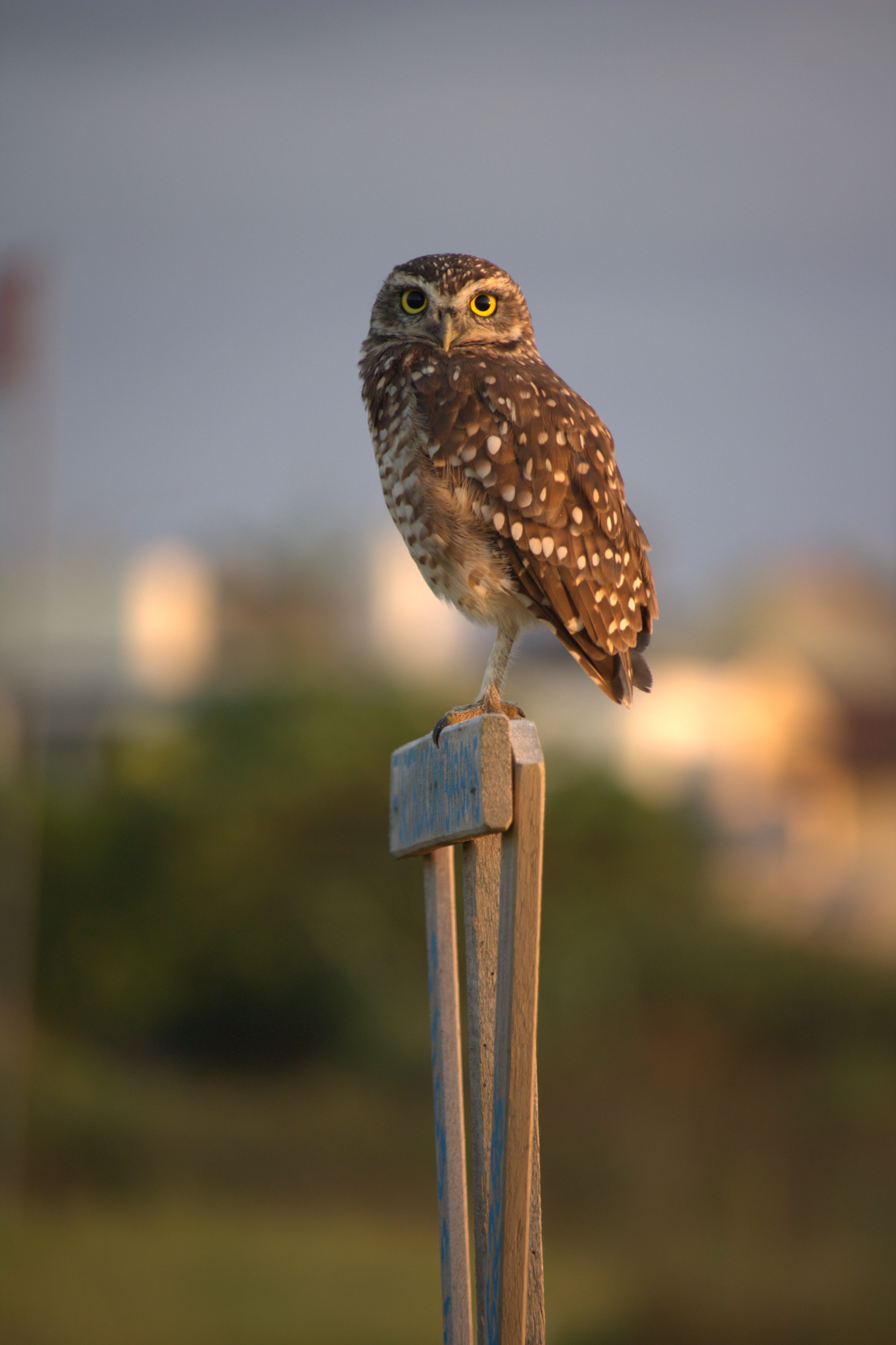 Portrait of Little Owl · Free Stock Photo