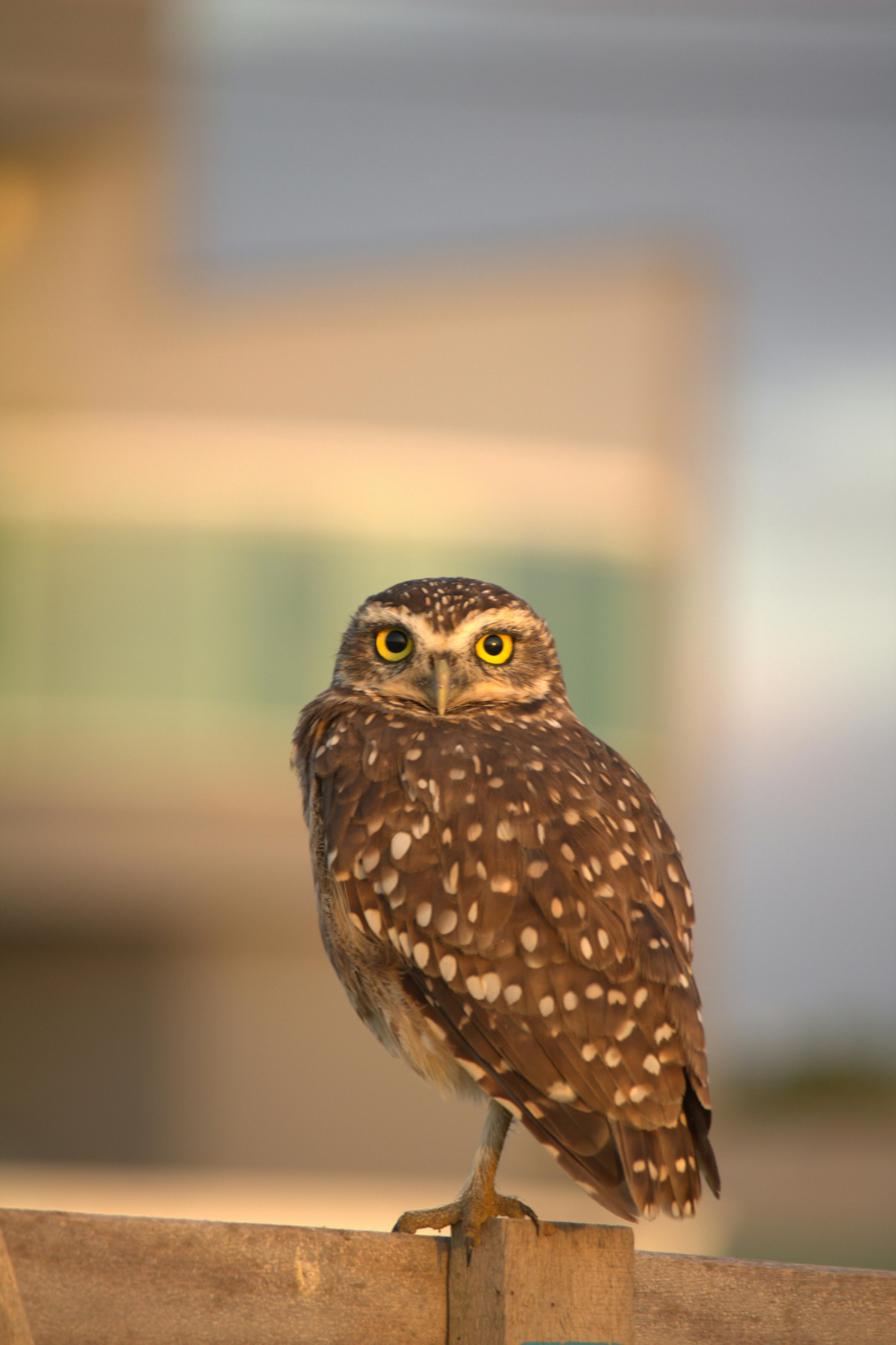 Close-up View Of An Owl · Free Stock Photo