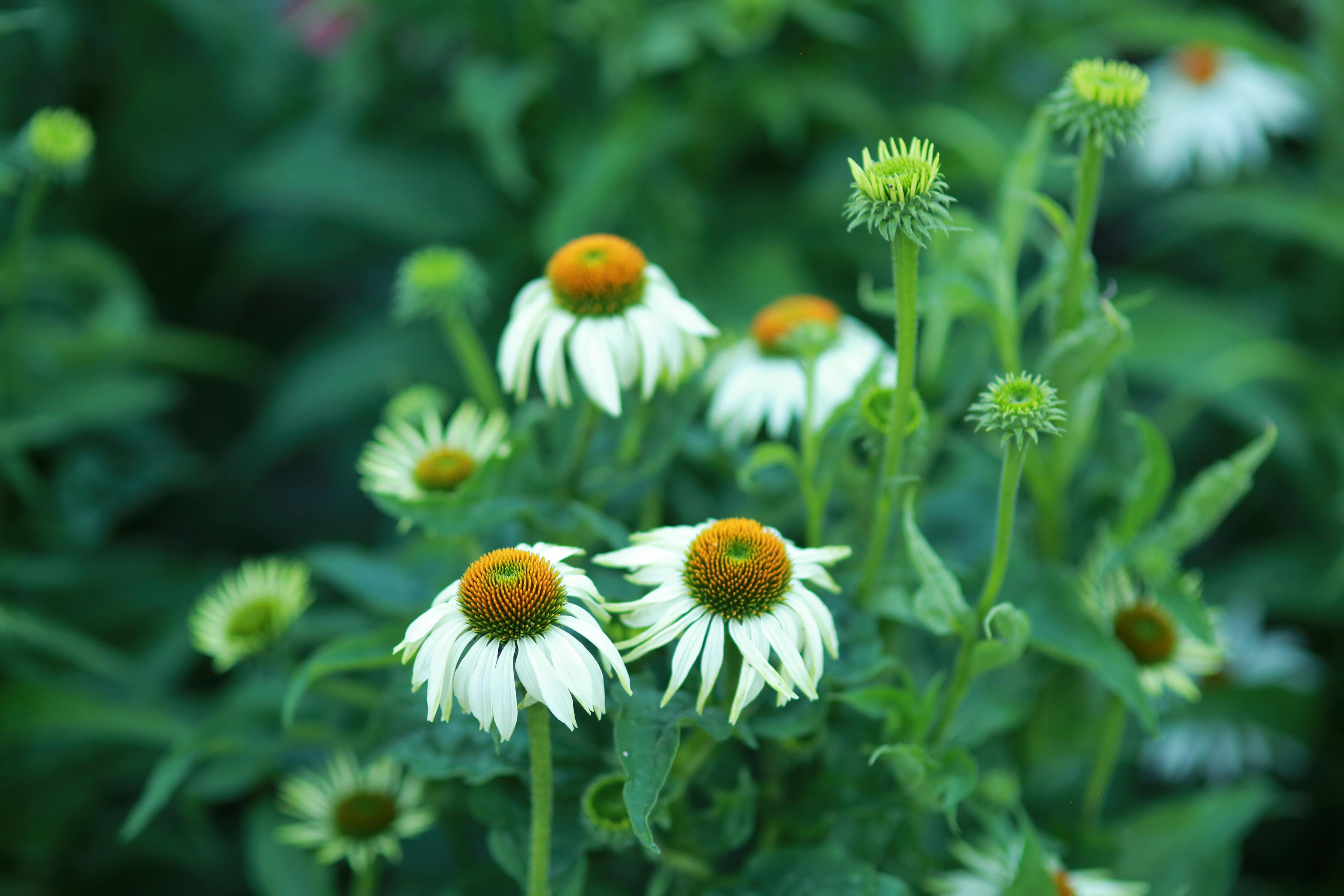 Photo of Chamomile Flowers · Free Stock Photo