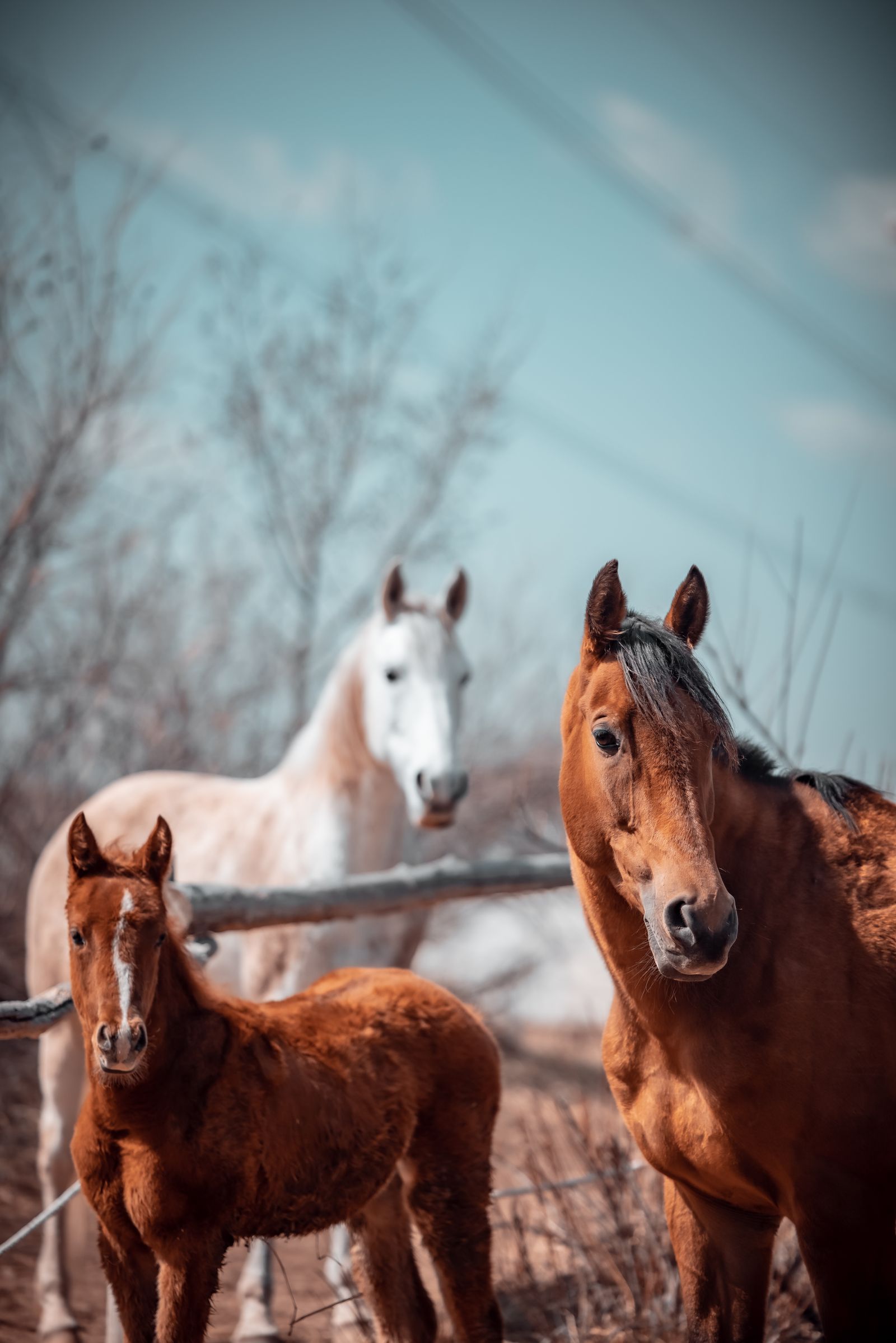 Horses Photos, Download The BEST Free Horses Stock Photos & HD Images